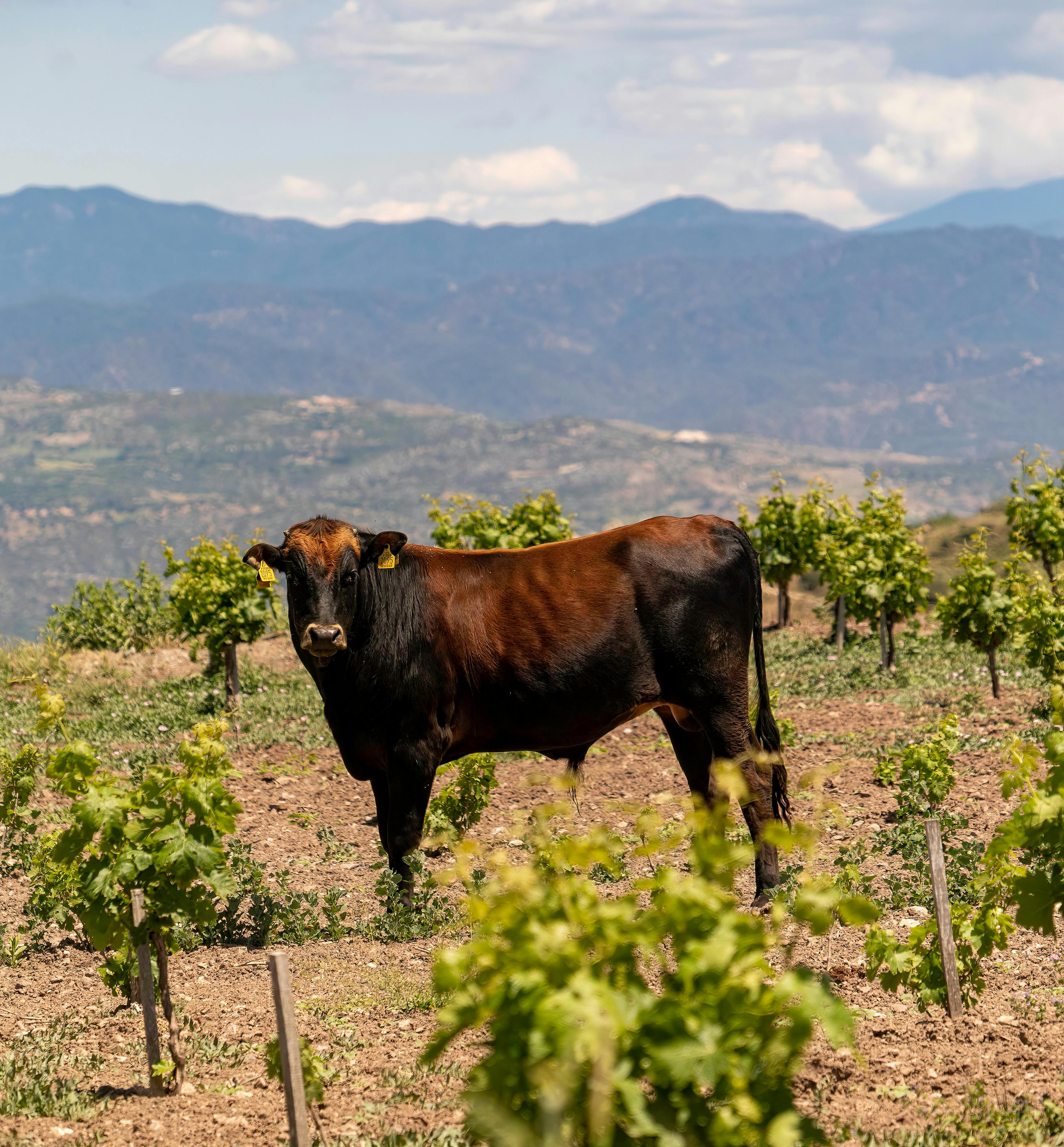 Floating Cow Photos, Download Free Floating Cow Stock Photos & HD Images