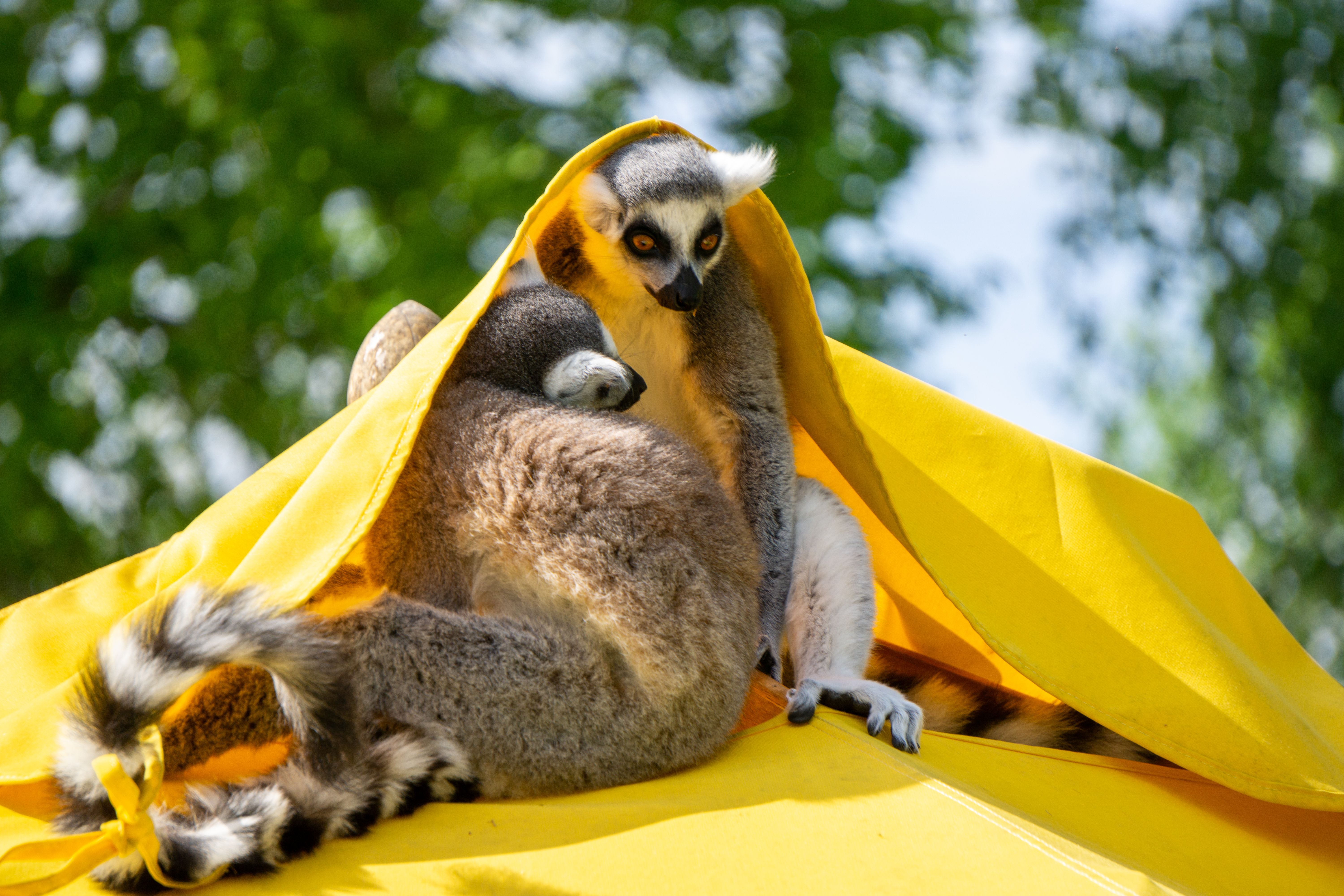Ring-Tailed Lemurs with a Yellow Fabric · Free Stock Photo