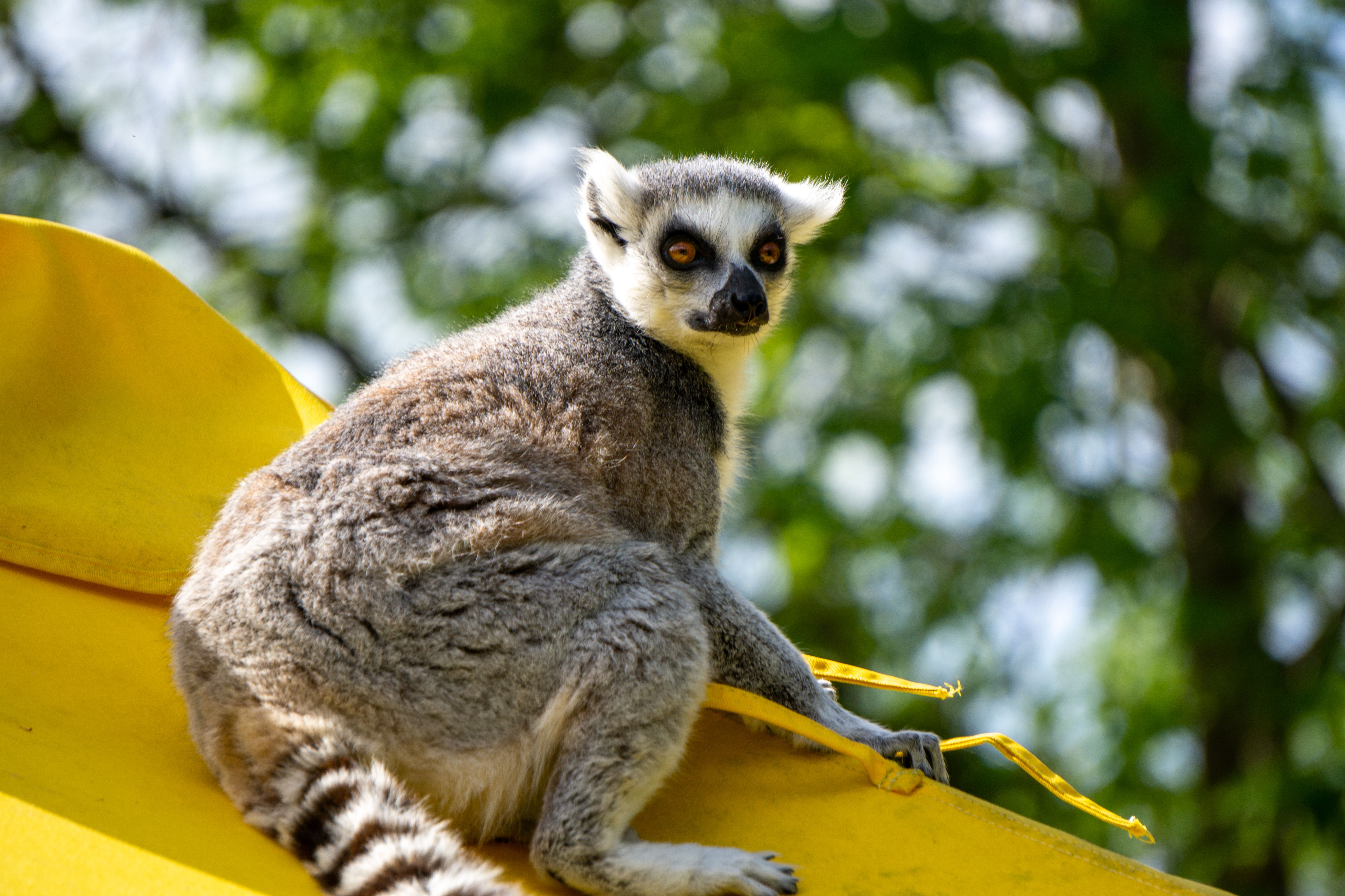 Close-Up Shot of a Lemur · Free Stock Photo