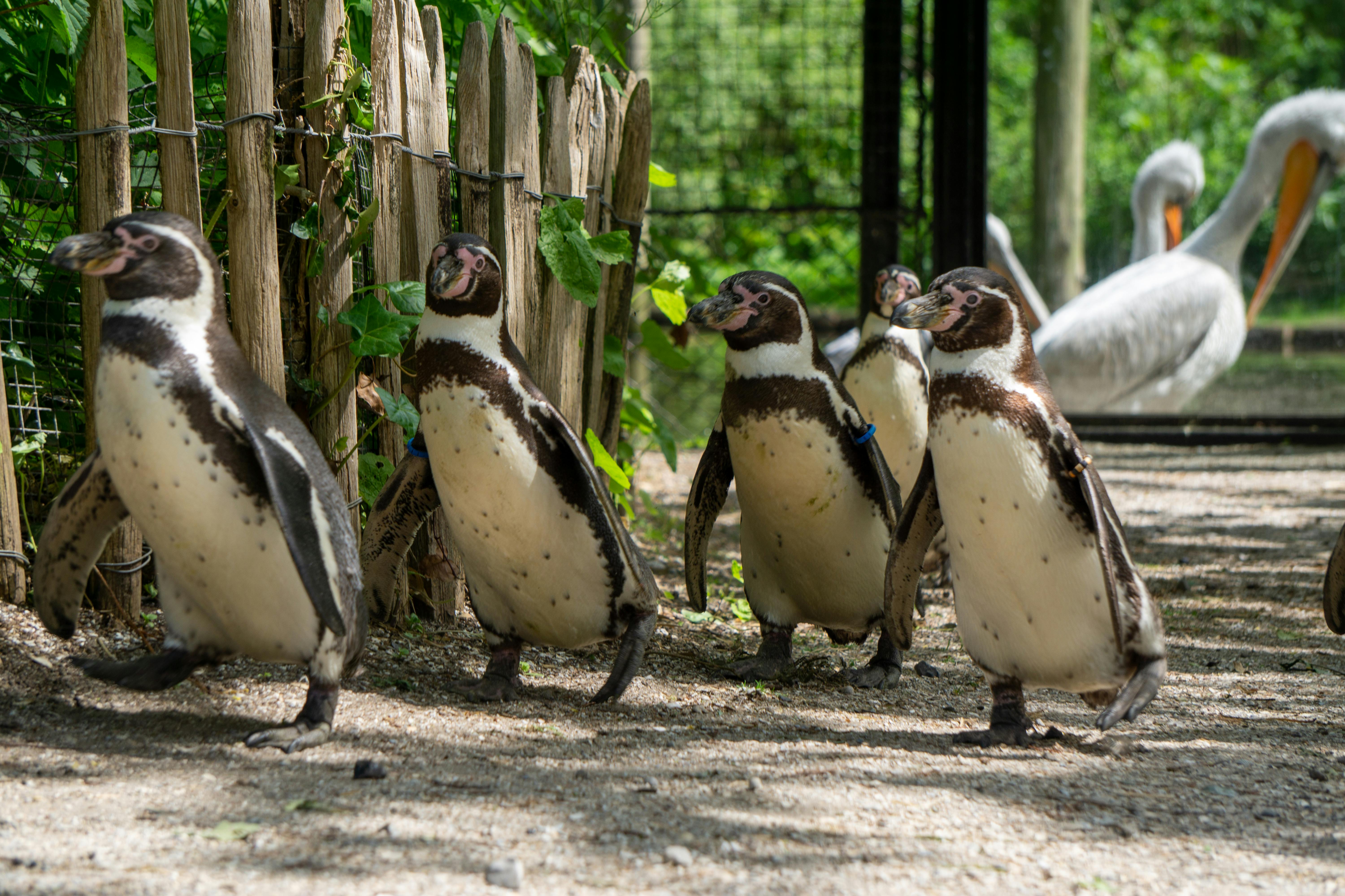 Close up of Penguins in Zoo · Free Stock Photo