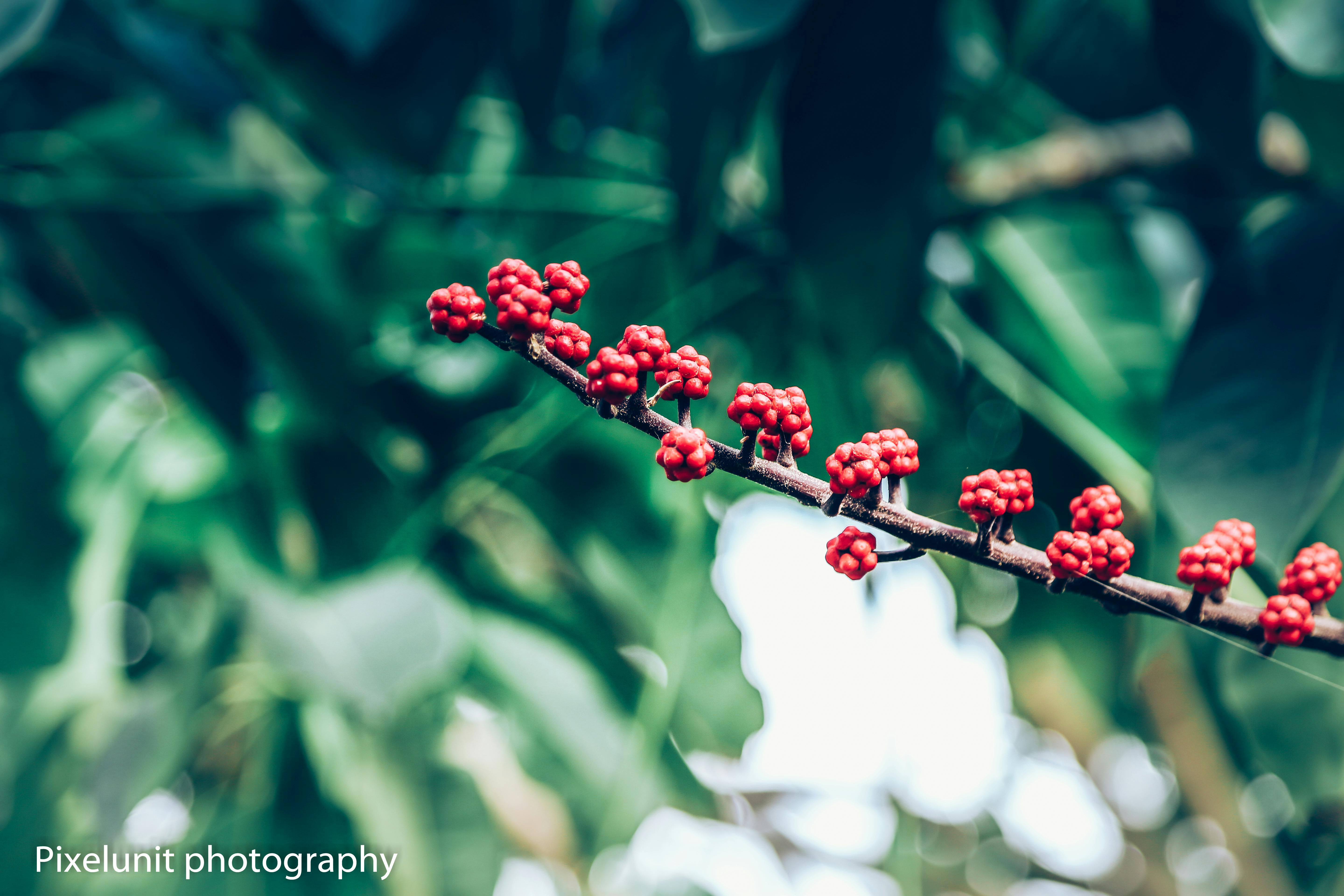 Pixel unit - Fotografía