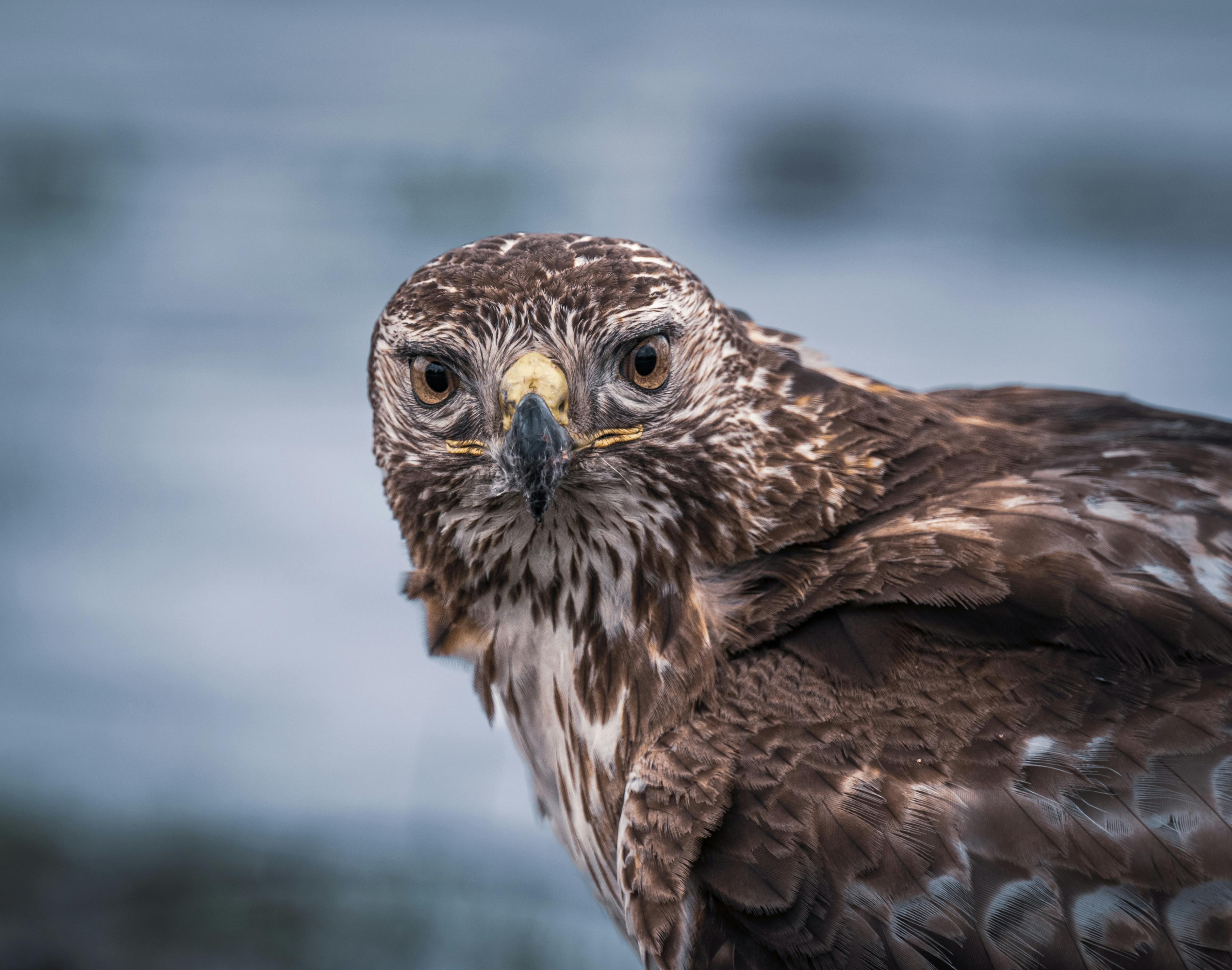Close-up of a Buzzard · Free Stock Photo