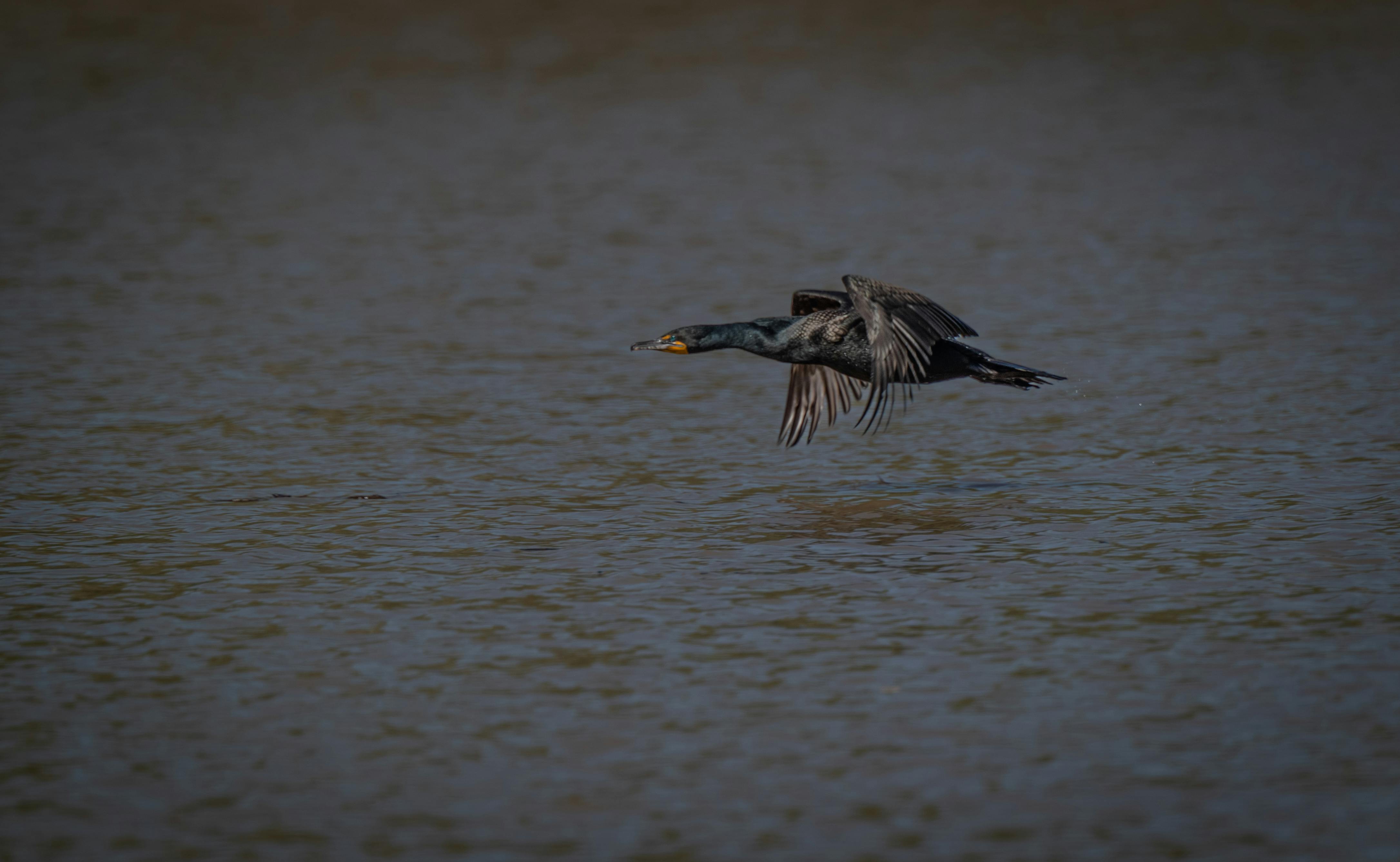 Birds Flying in Key over Sea · Free Stock Photo