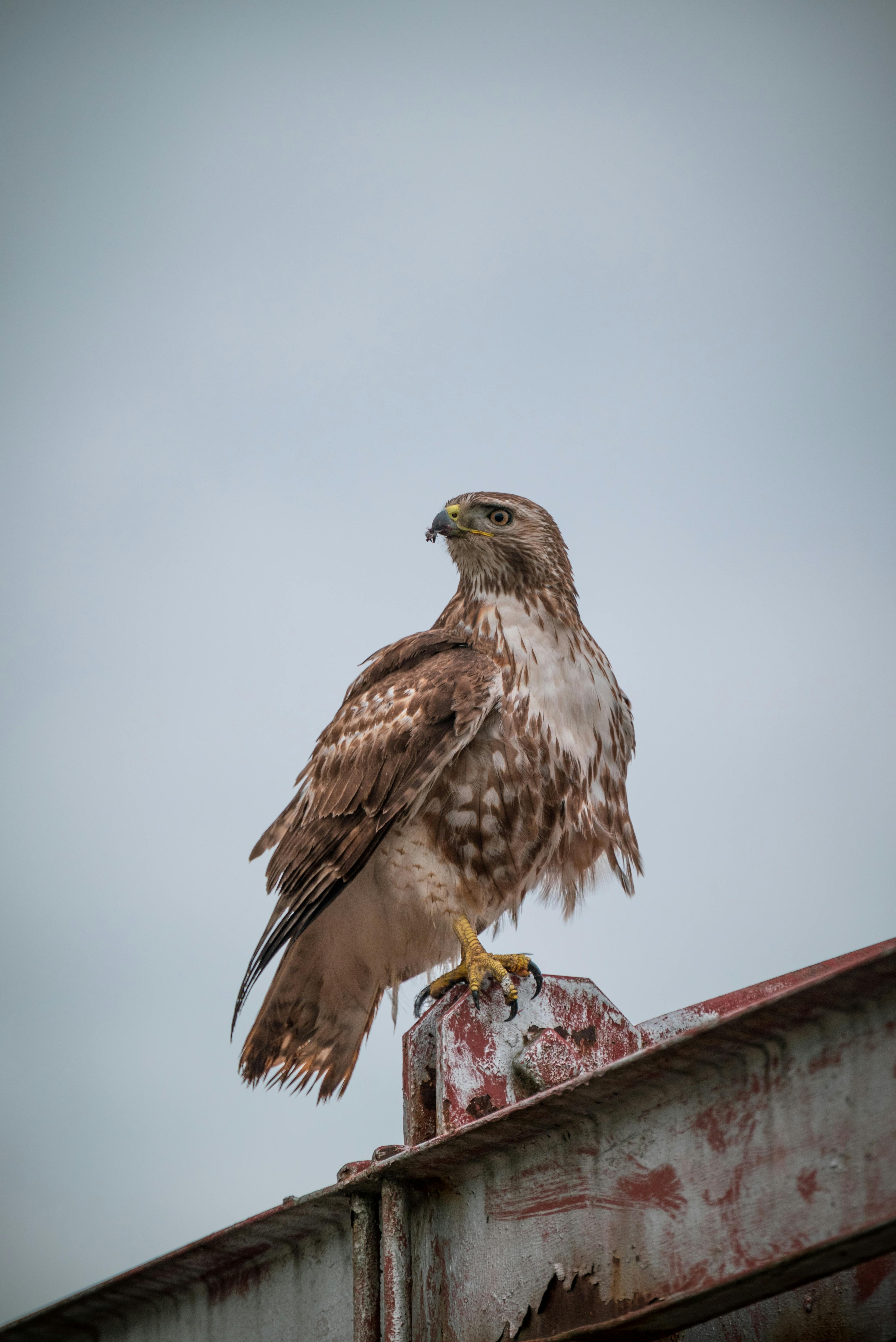A Red Tailed Hawk on a Steel Structure · Free Stock Photo