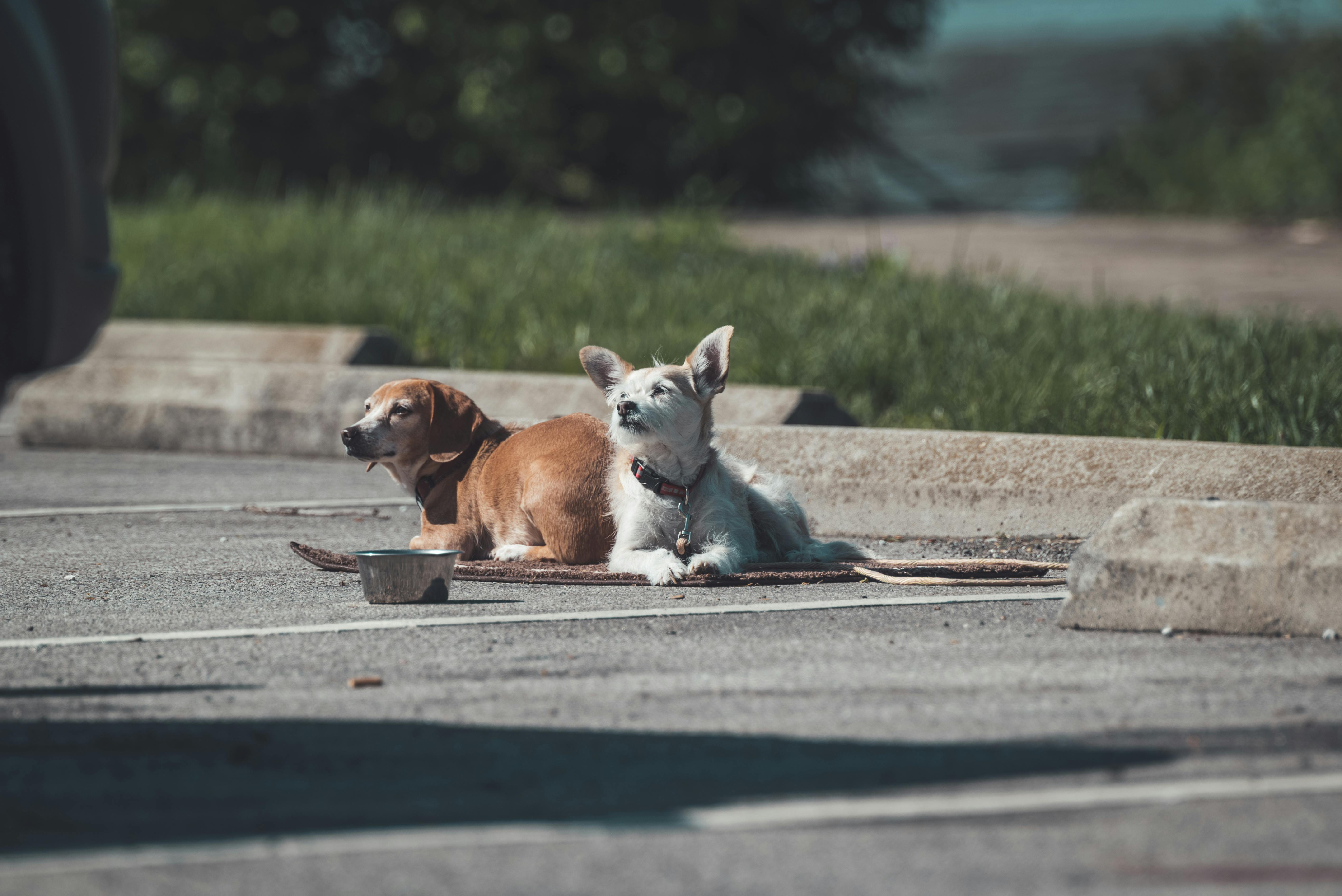 A Dog Lying on the Ground · Free Stock Photo