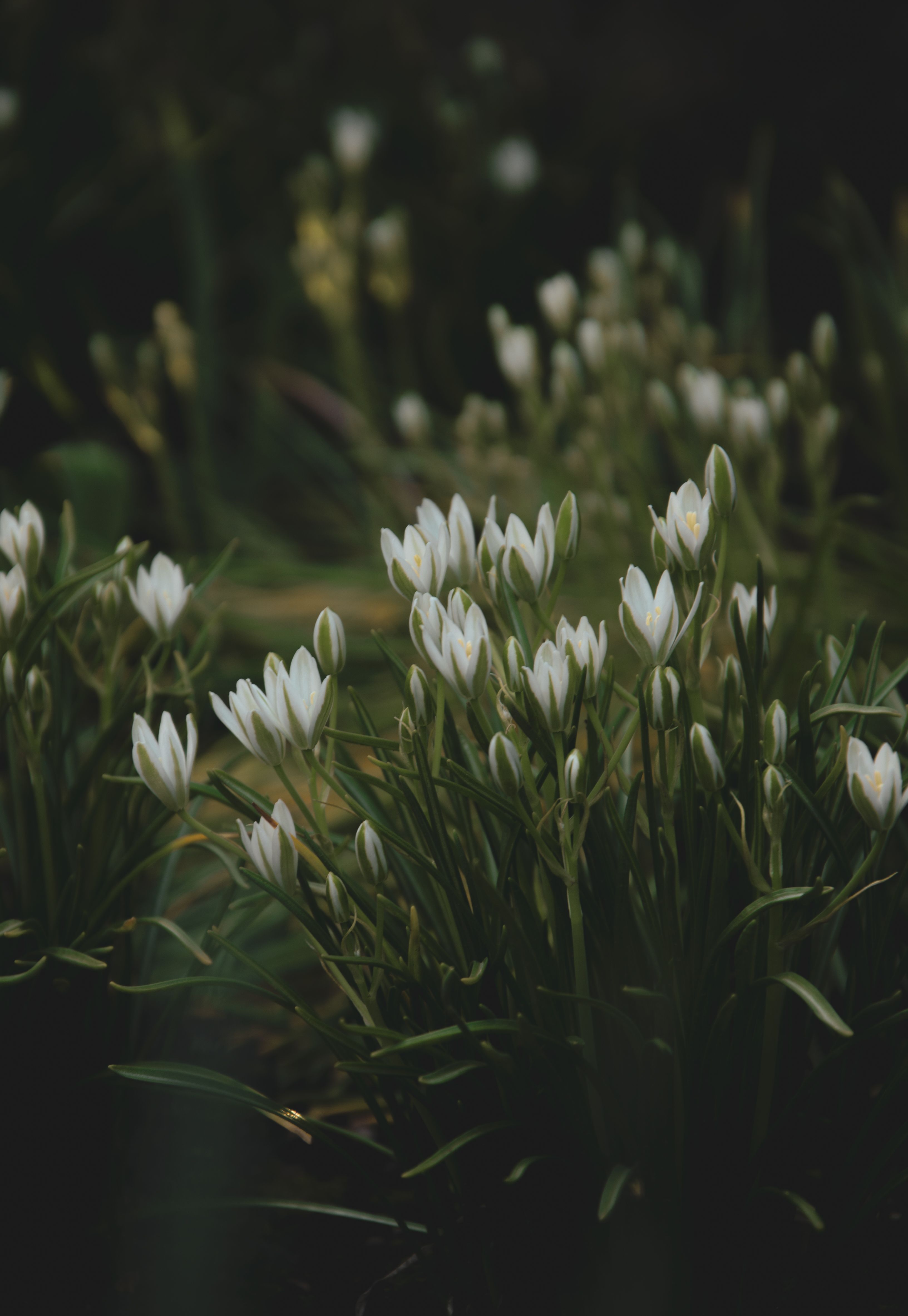 White Flowers in a Garden · Free Stock Photo