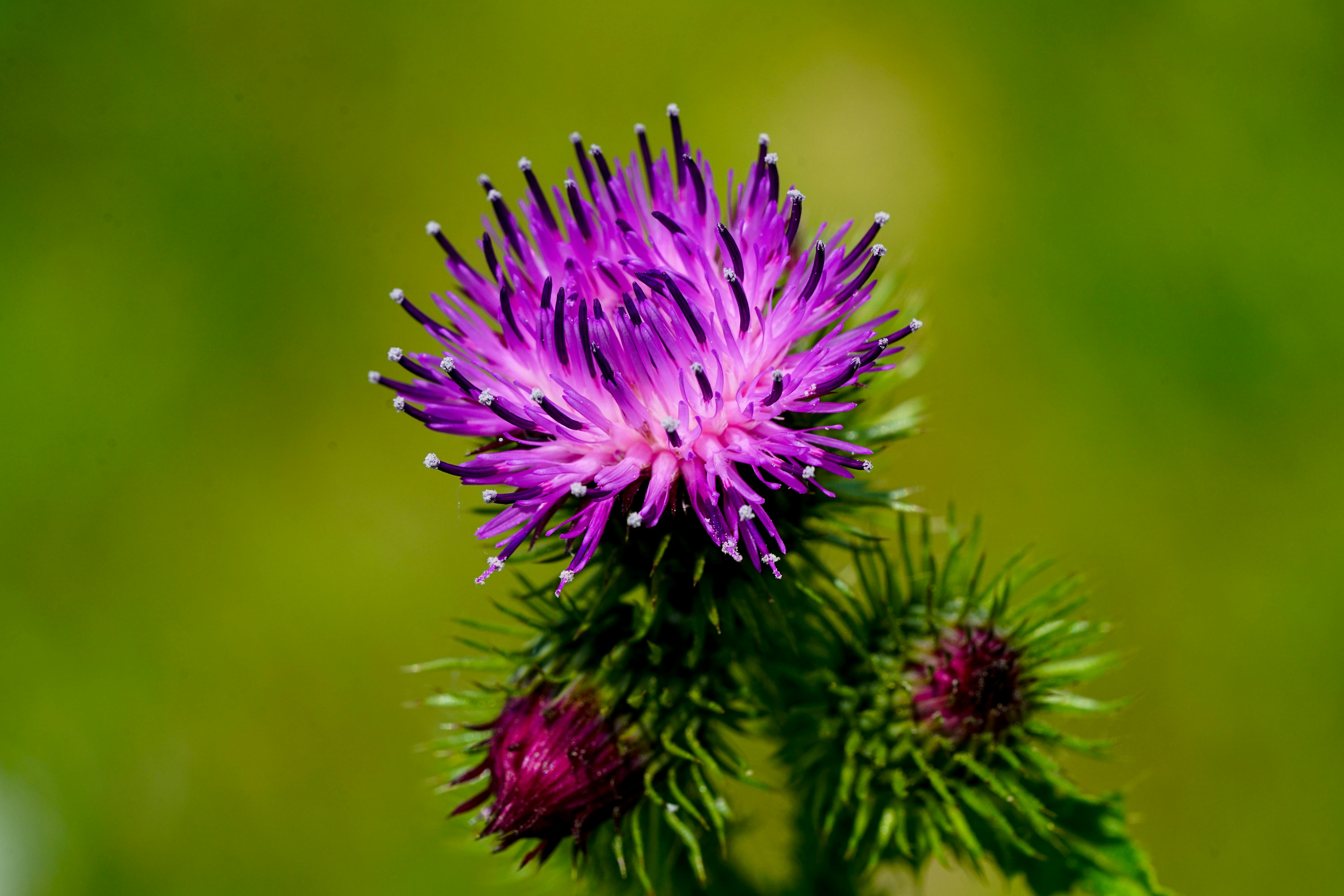 Close-up Photo of Carduus Crispus Flower · Free Stock Photo