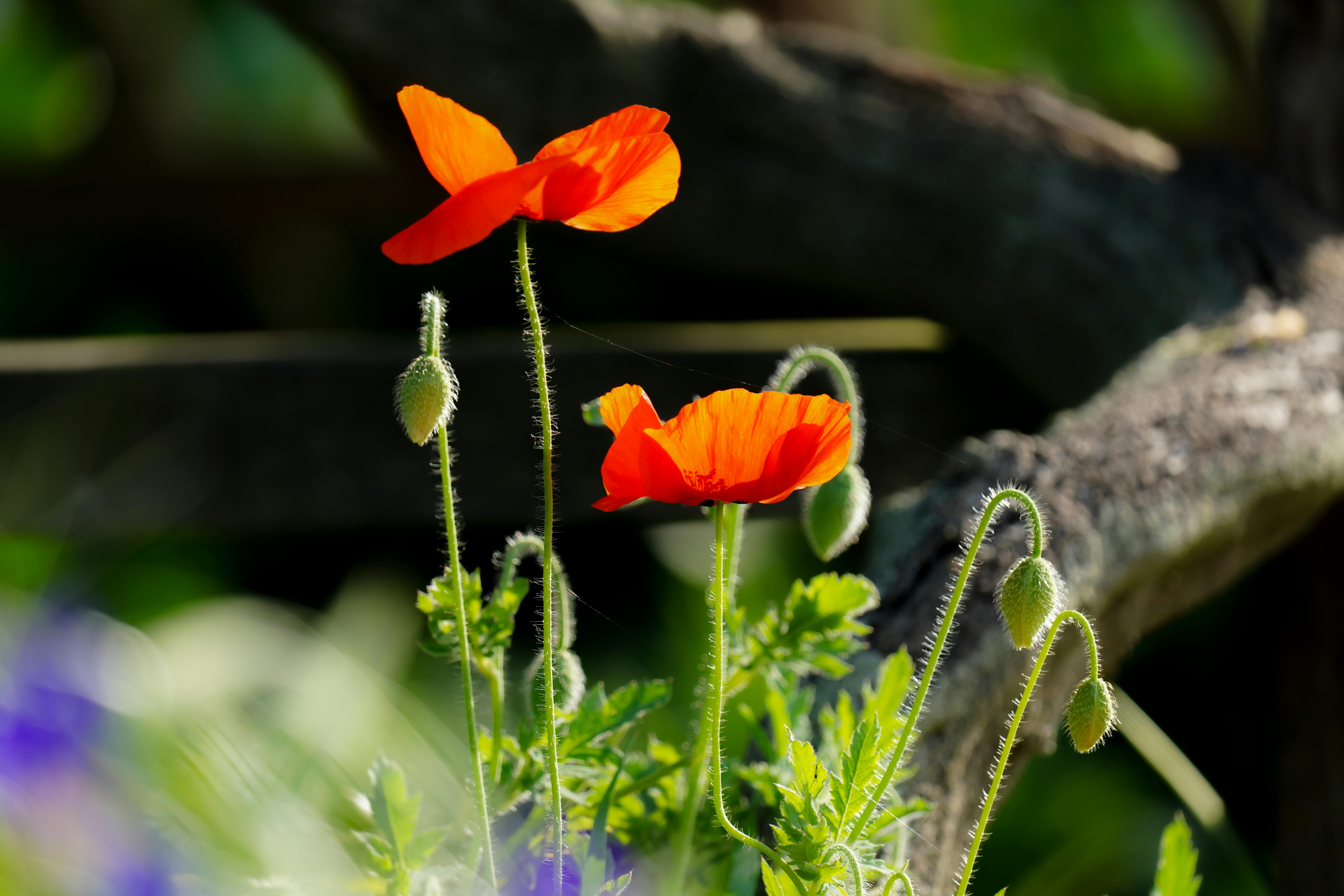 Close-up Photo of Poppy Flowers · Free Stock Photo