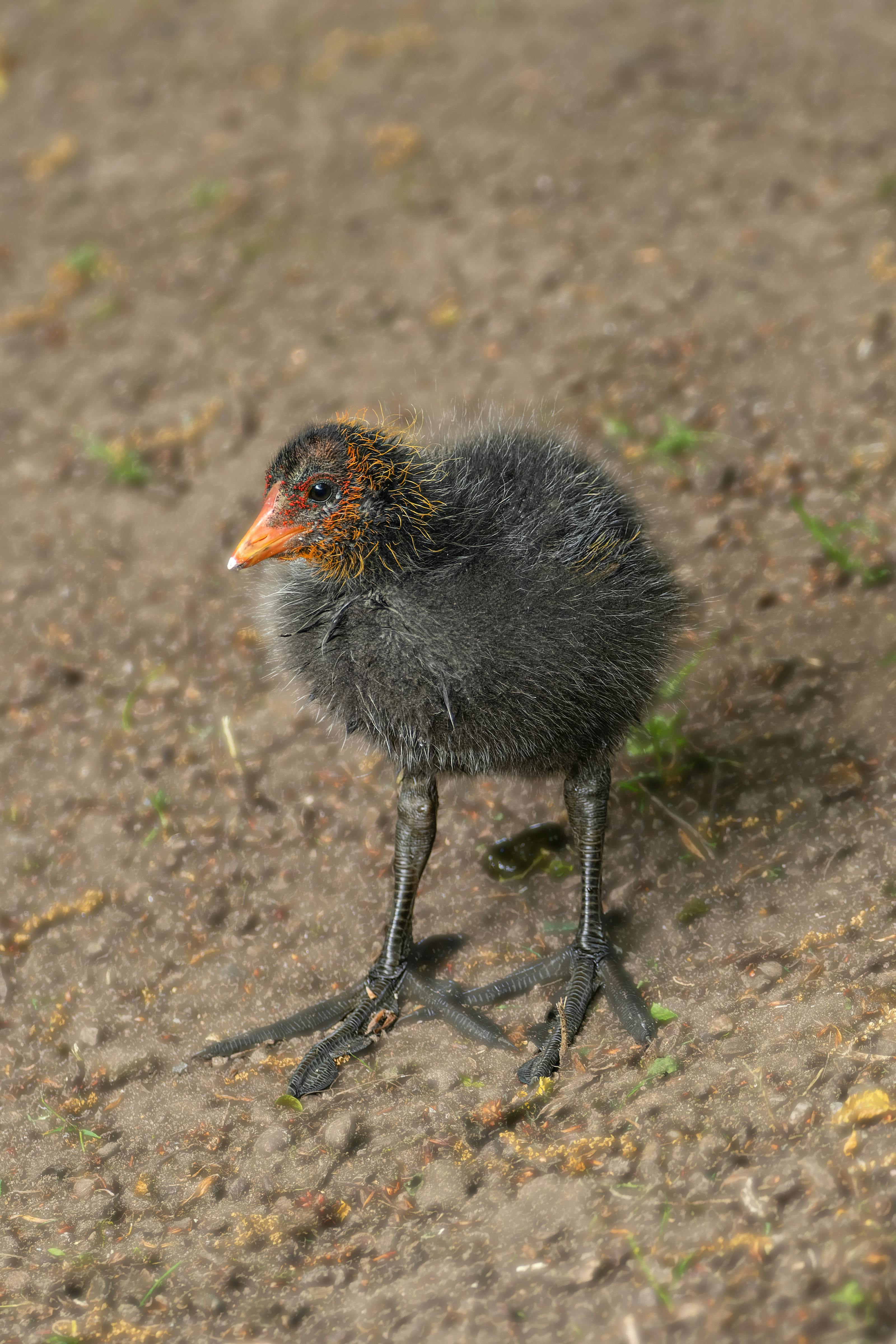 Cooties Photos, Download The BEST Free Cooties Stock Photos & HD Images