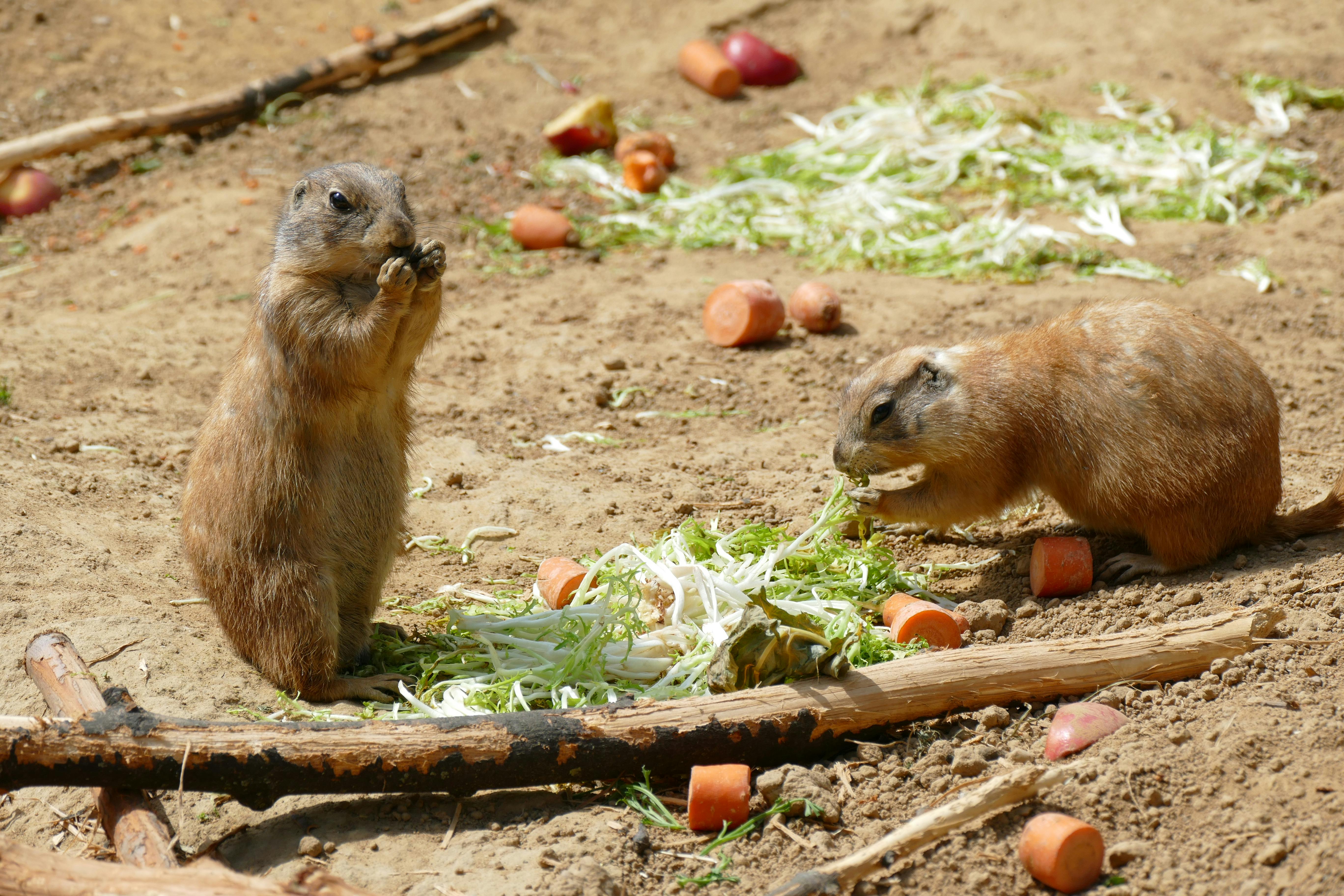 Close-up Photo of Cute Prairie Dogs · Free Stock Photo