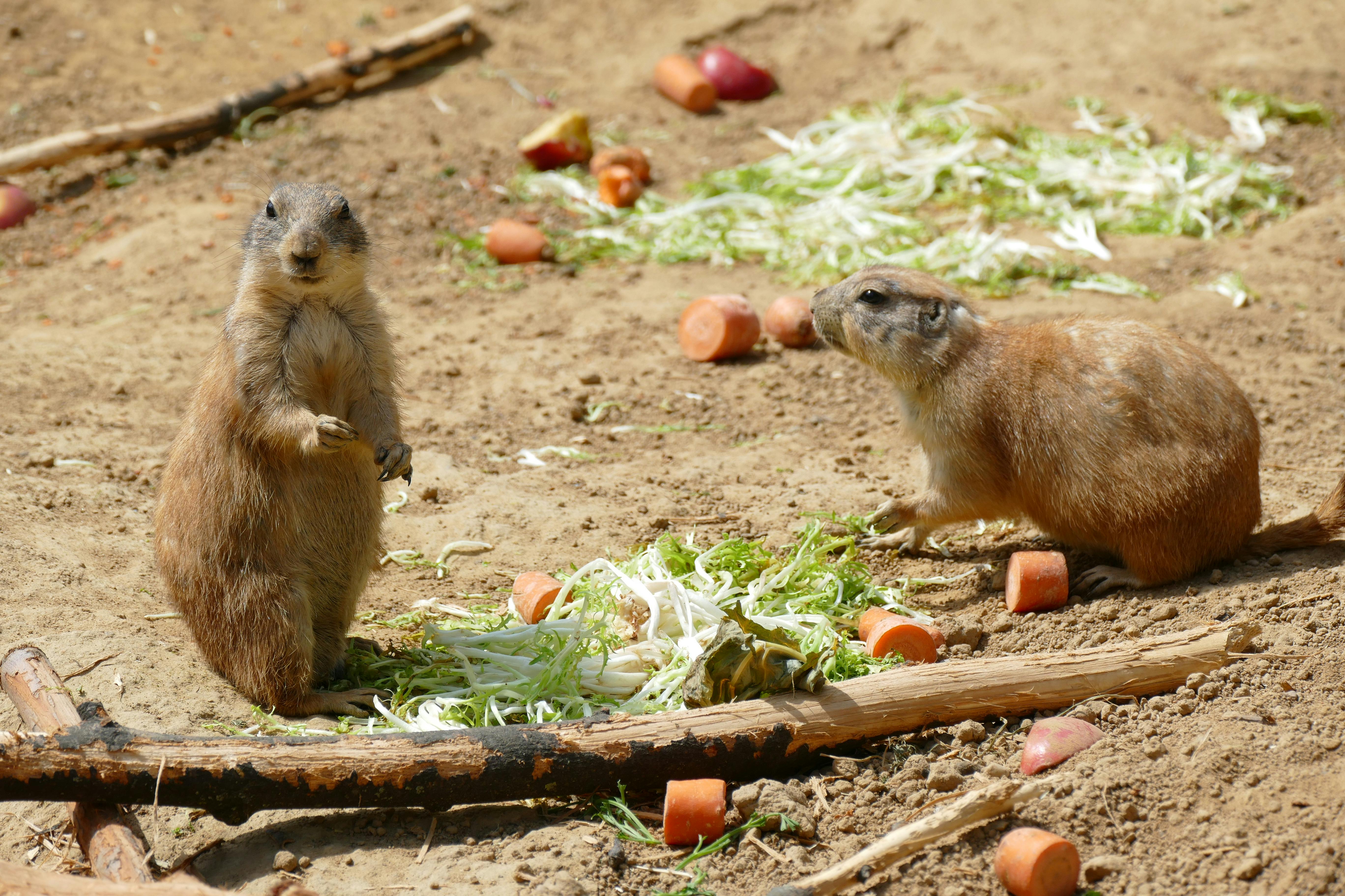 A Close-Up Shot of Priarie Dogs · Free Stock Photo