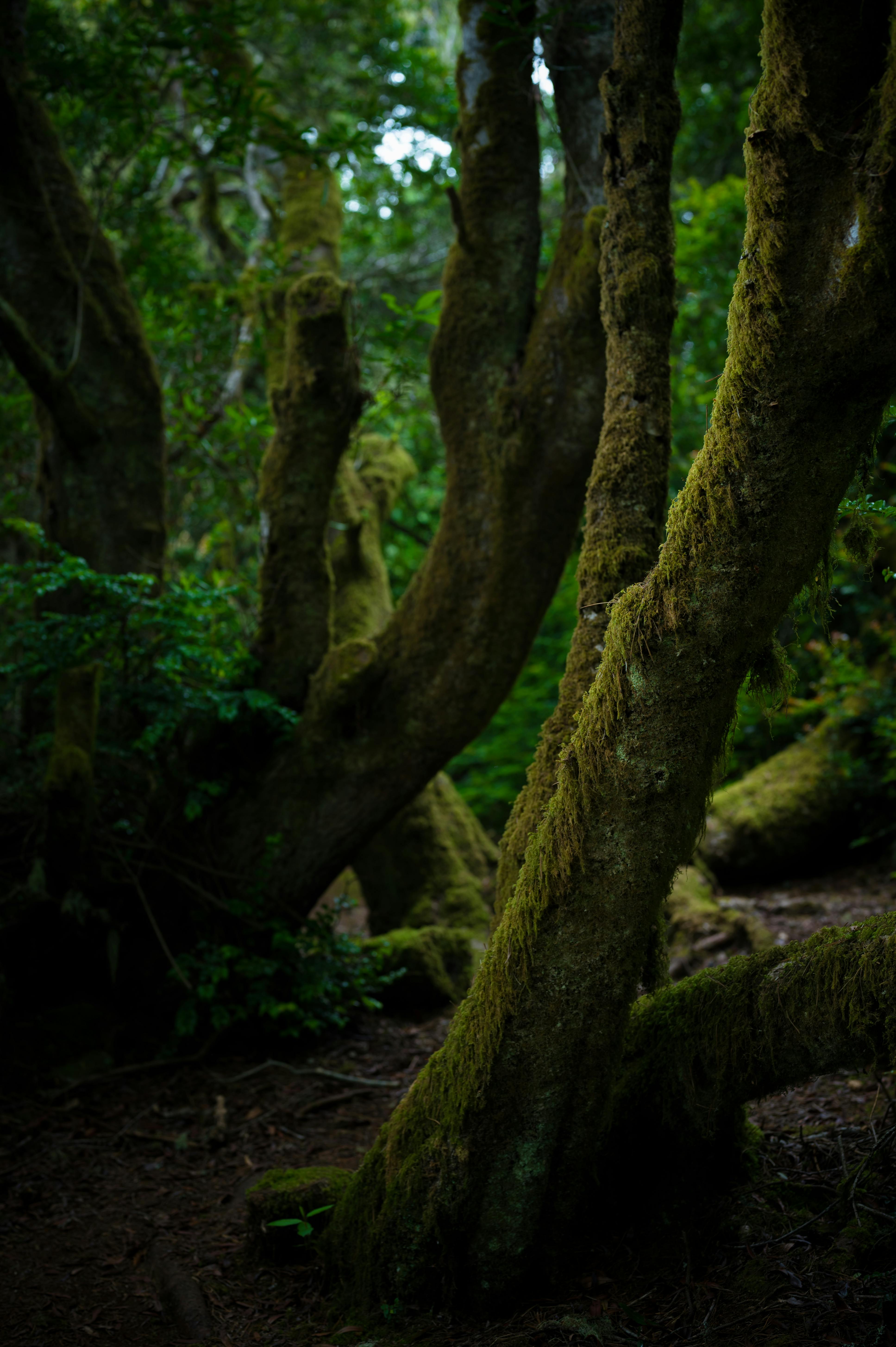 156,220+ Best Free Tree trunks Stock Photos & Images · 100% Royalty ...
