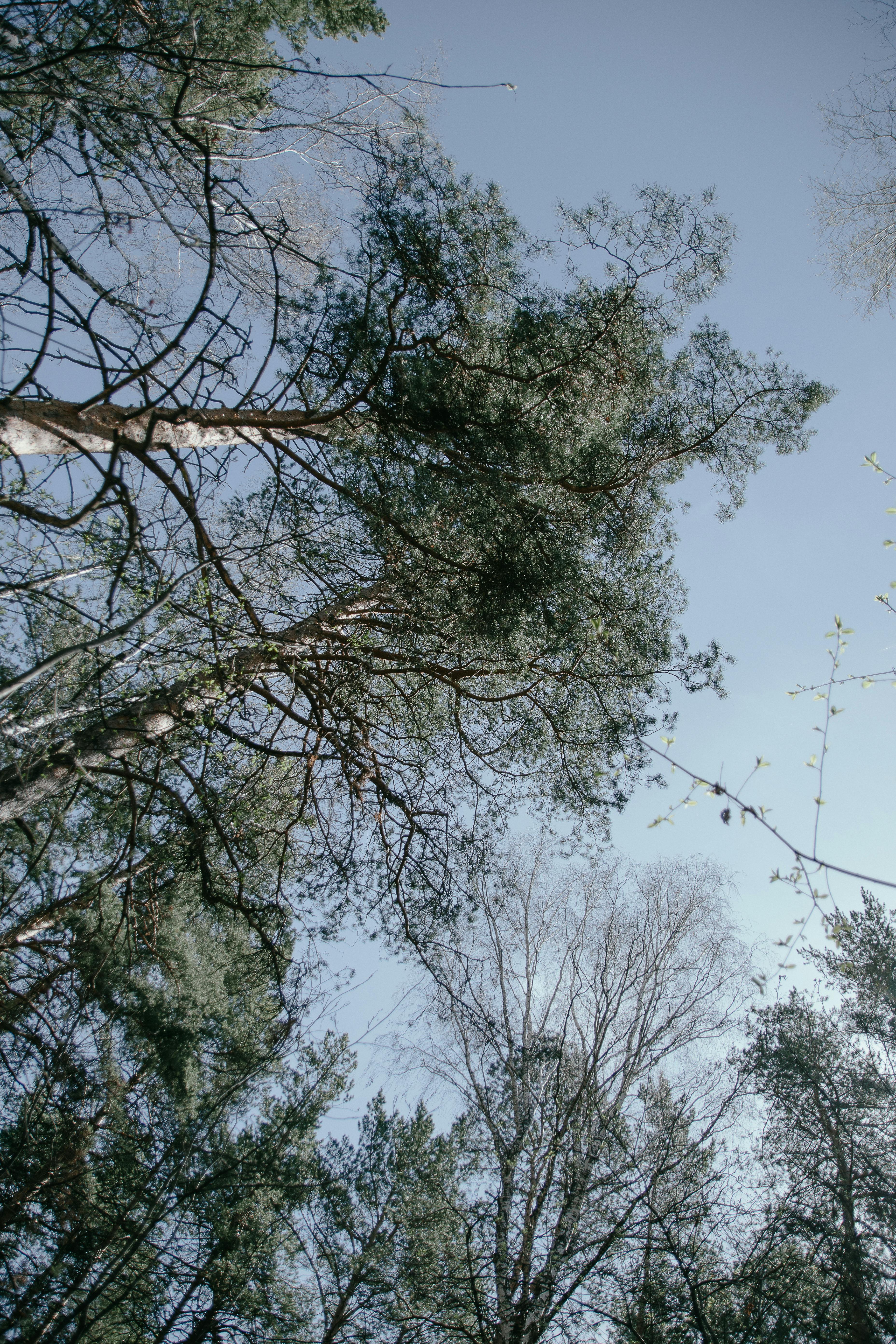 Low Angle Shot of Trees · Free Stock Photo