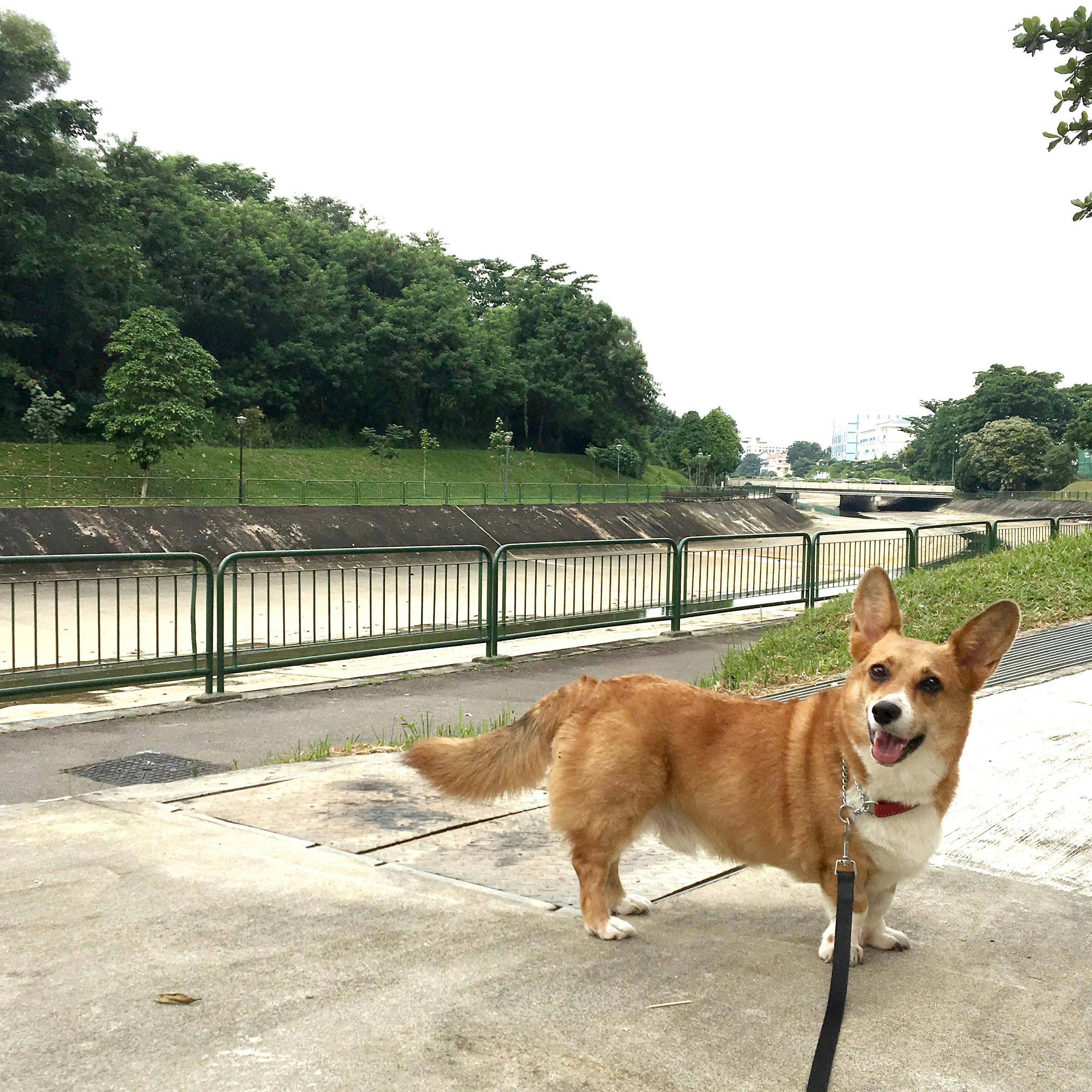 Free stock photo of canel, derp, dog