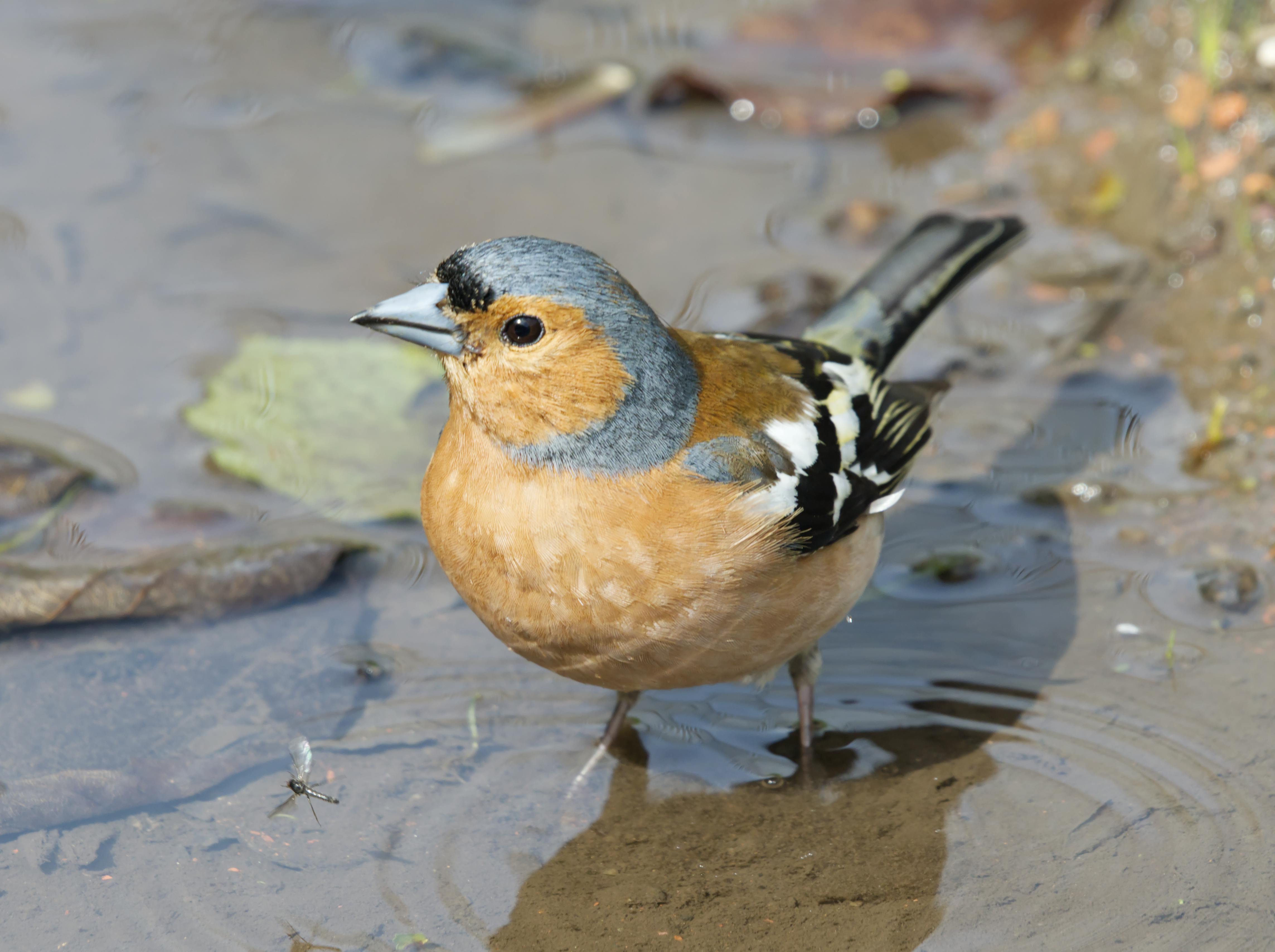 Common Murre Birds in Nature · Free Stock Photo