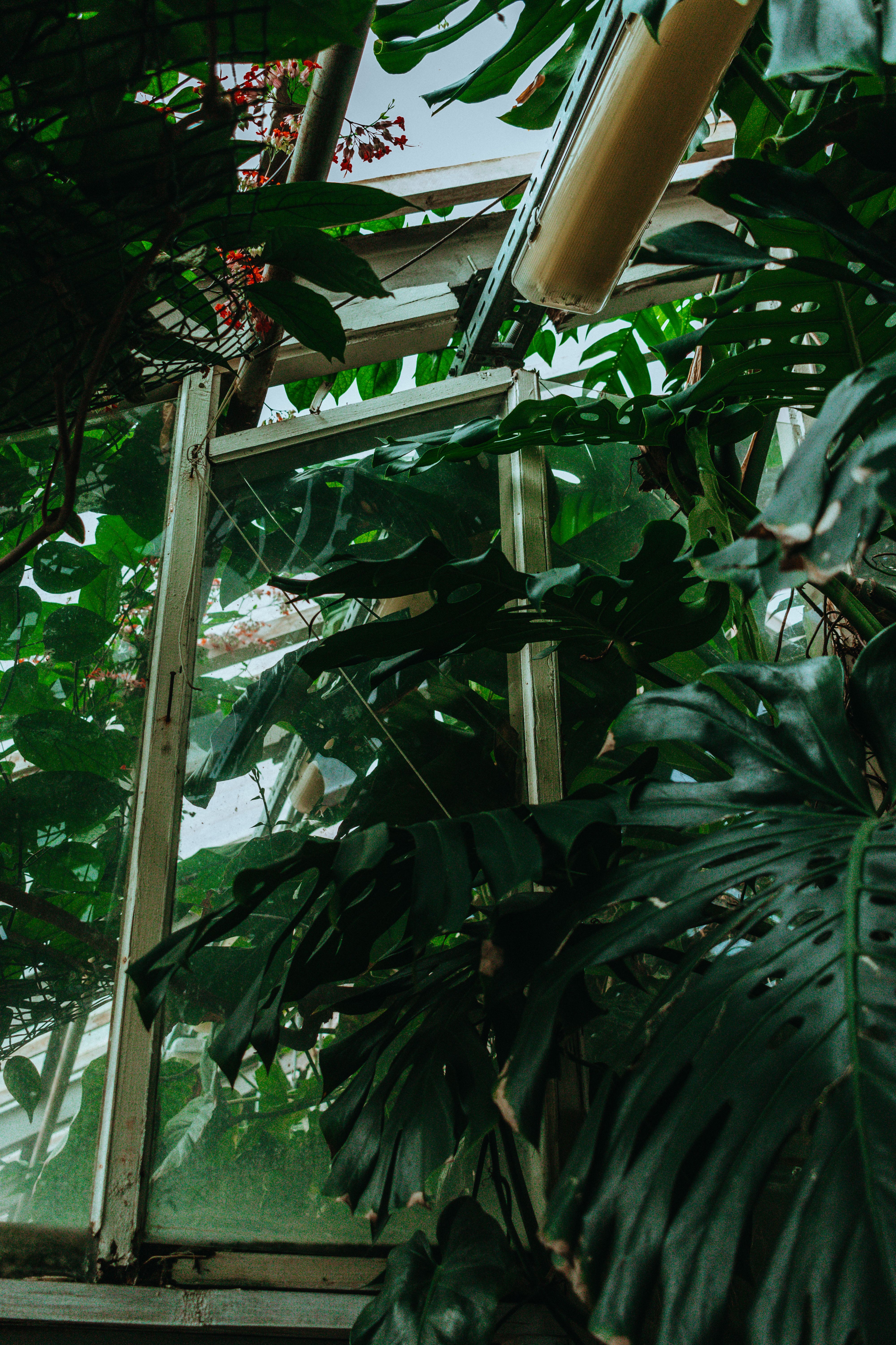 Interior of a Greenhouse with Tropical Plants · Free Stock Photo
