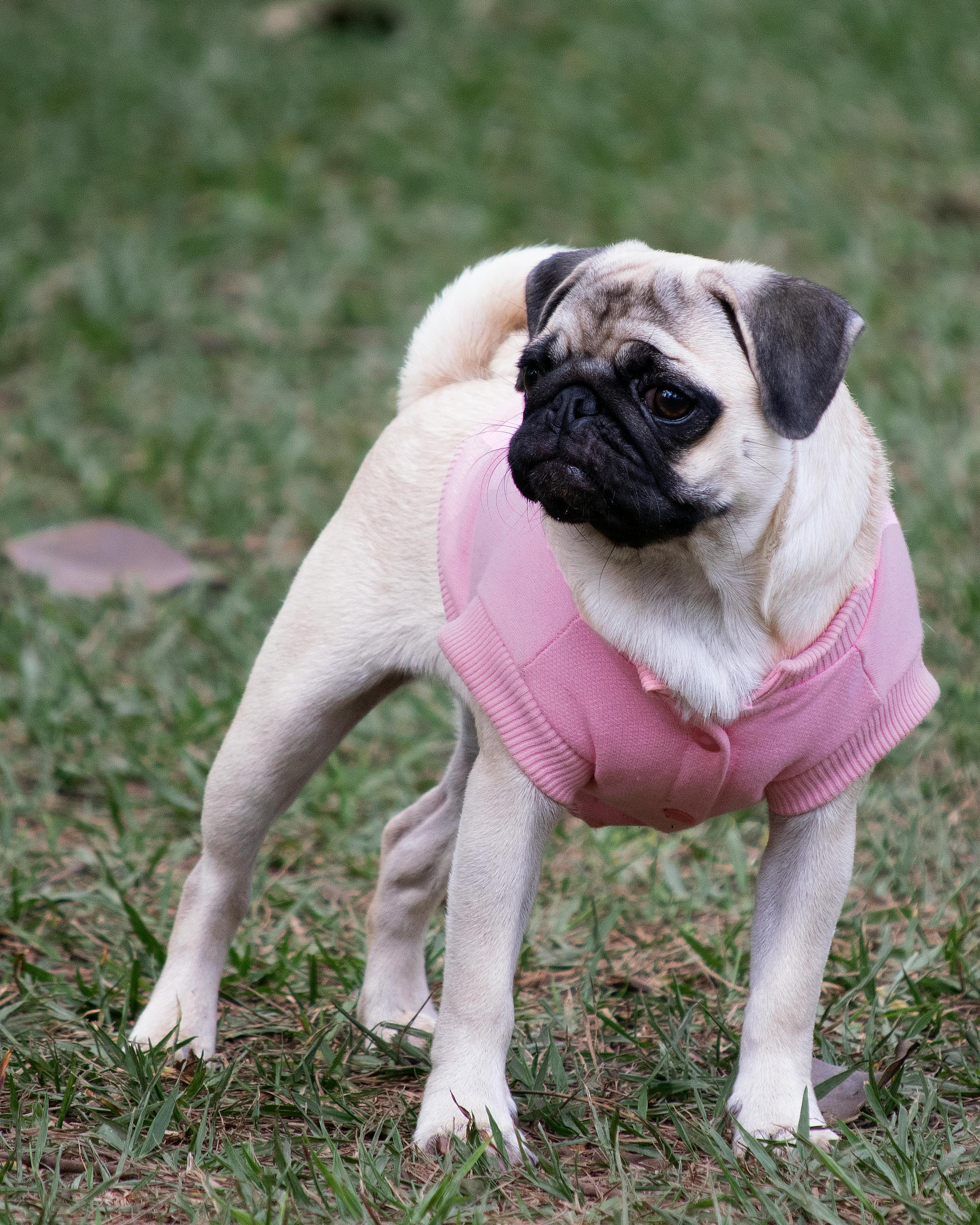 A Black Pug in a Shade · Free Stock Photo