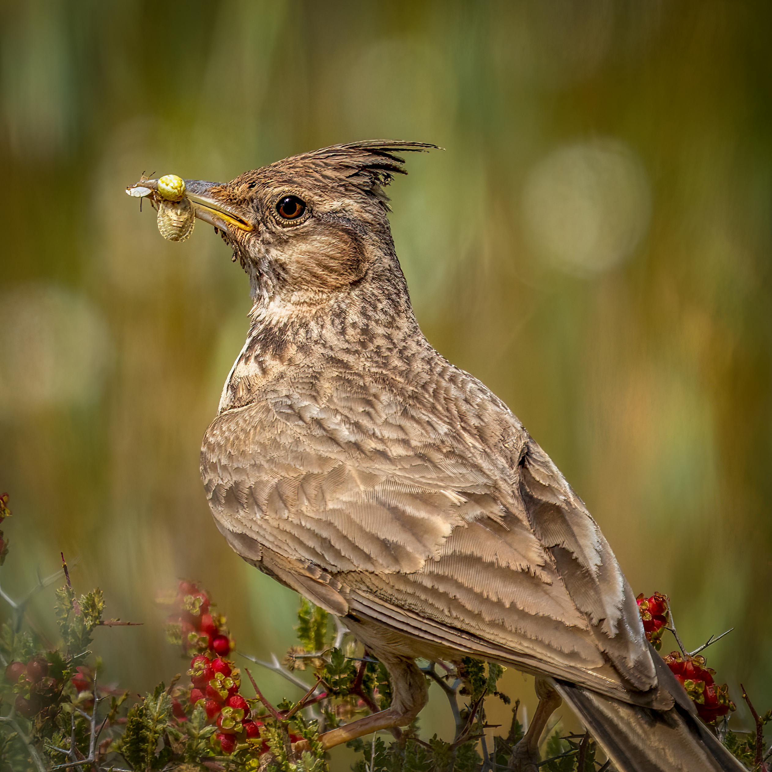 Bird Bug Photos, Download The BEST Free Bird Bug Stock Photos & HD Images