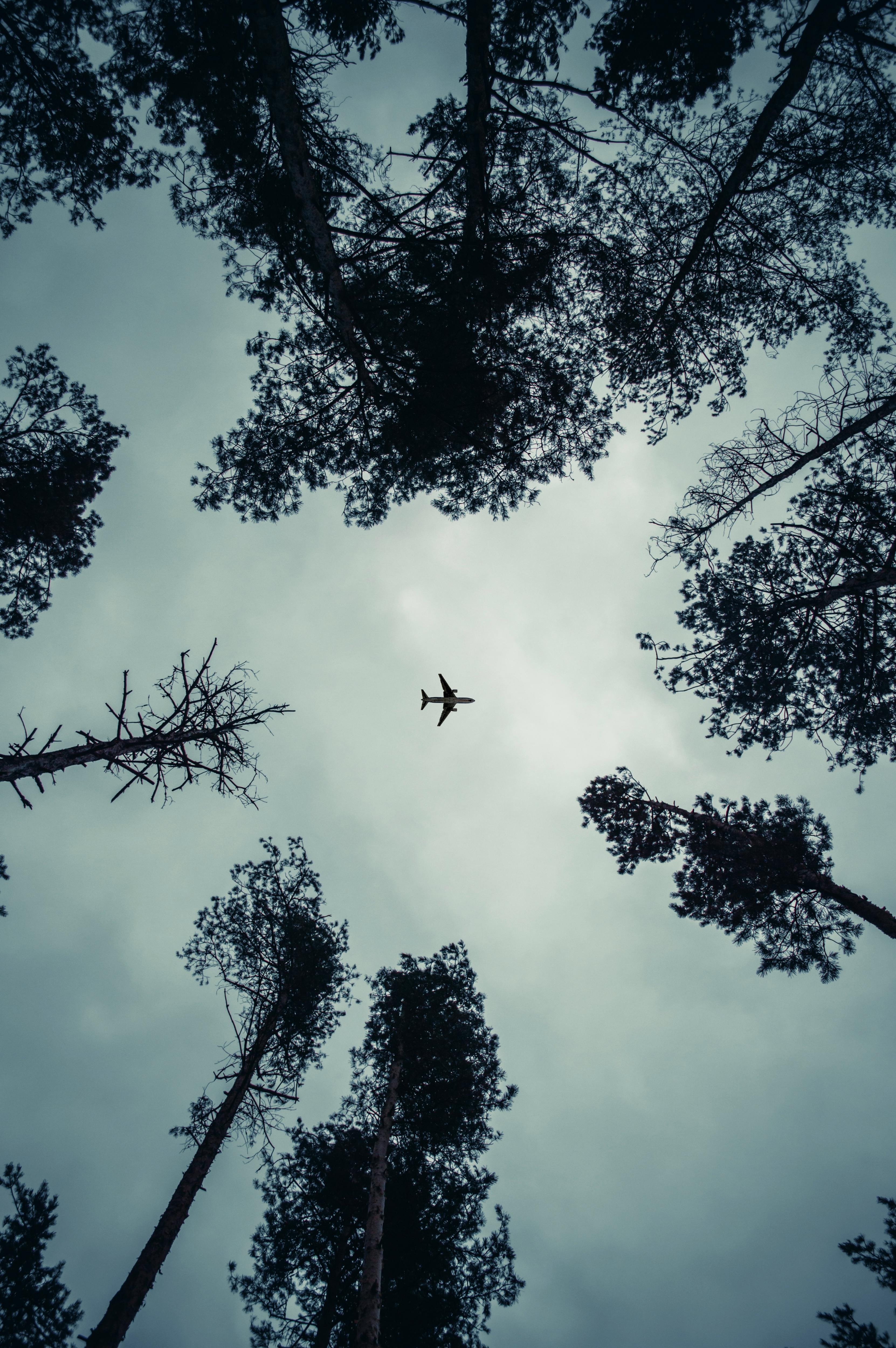 A Low Angle Shot of an Airplane Between Trees · Free Stock Photo
