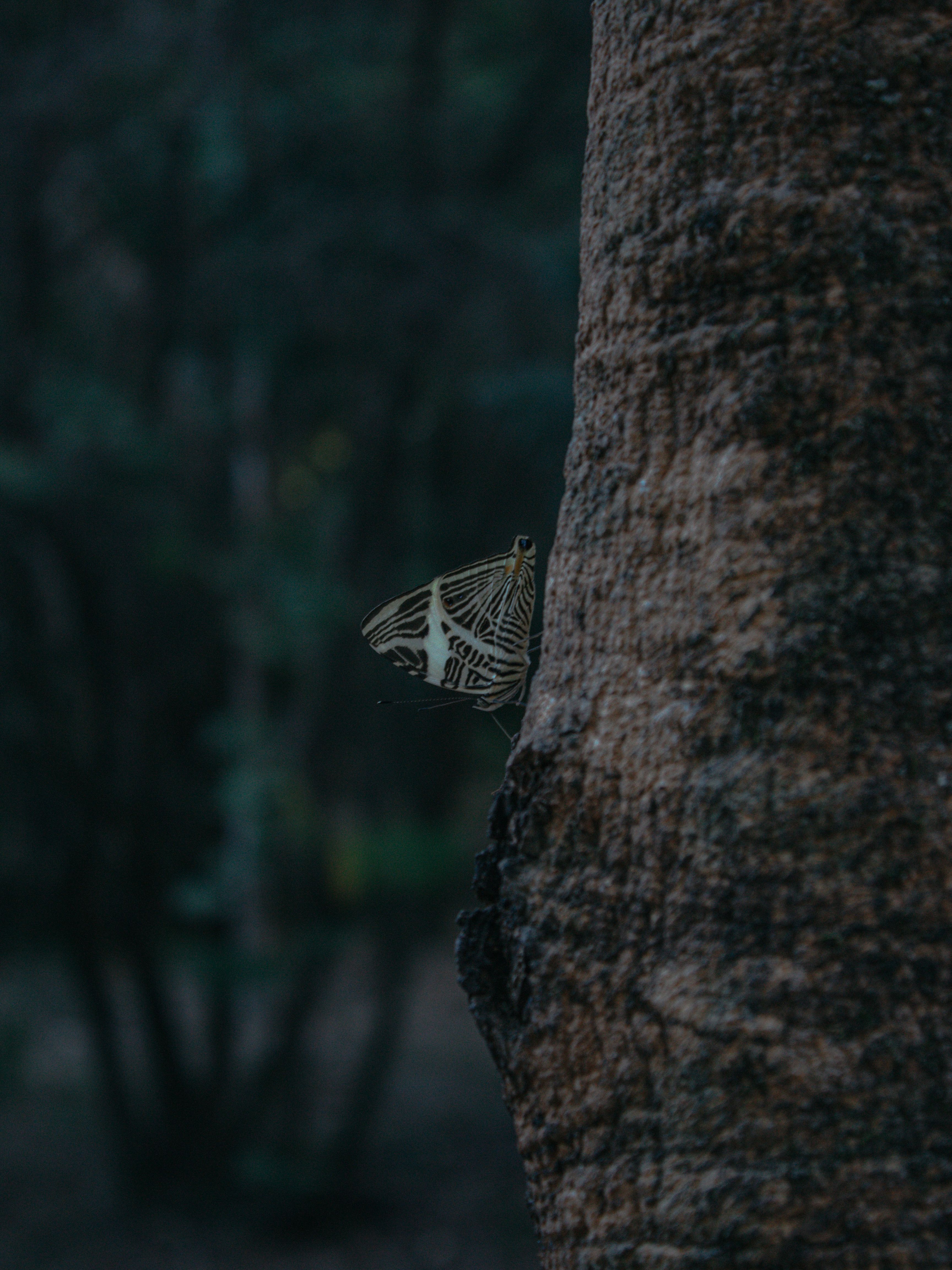 Decoration of Blue Butterflies on Tree · Free Stock Photo