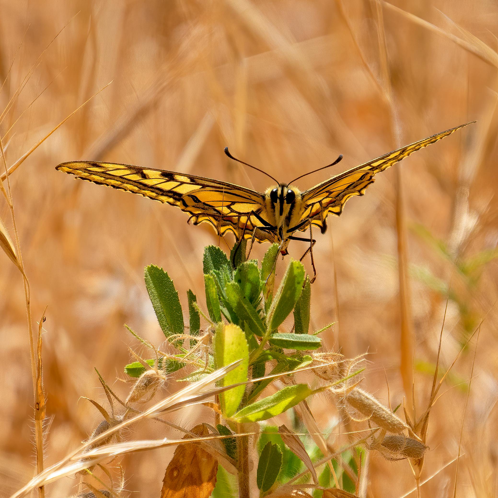 Close-up Photo of a Oregon Swallowtail · Free Stock Photo