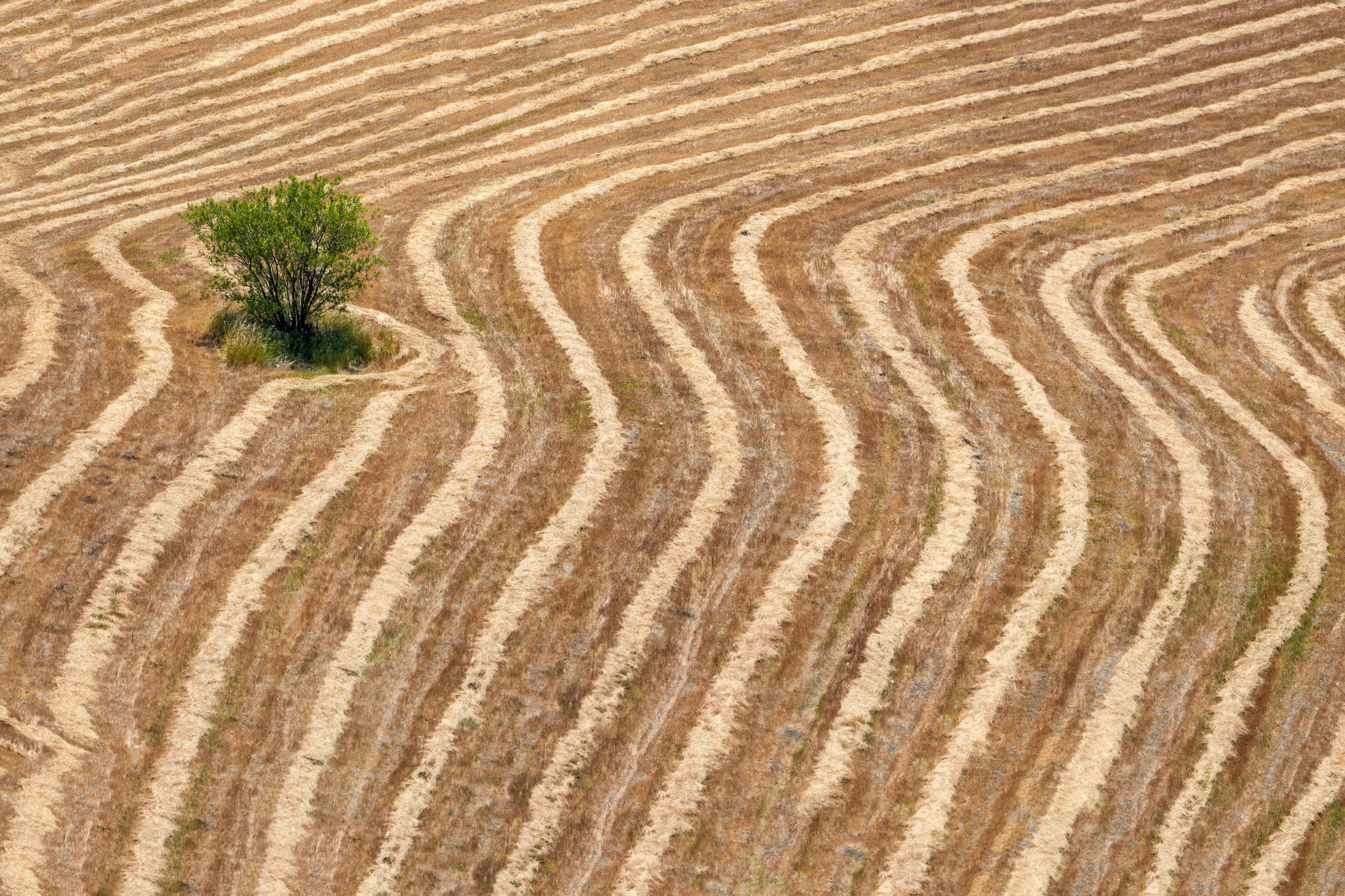Aerial Footage of Hayfield · Free Stock Photo