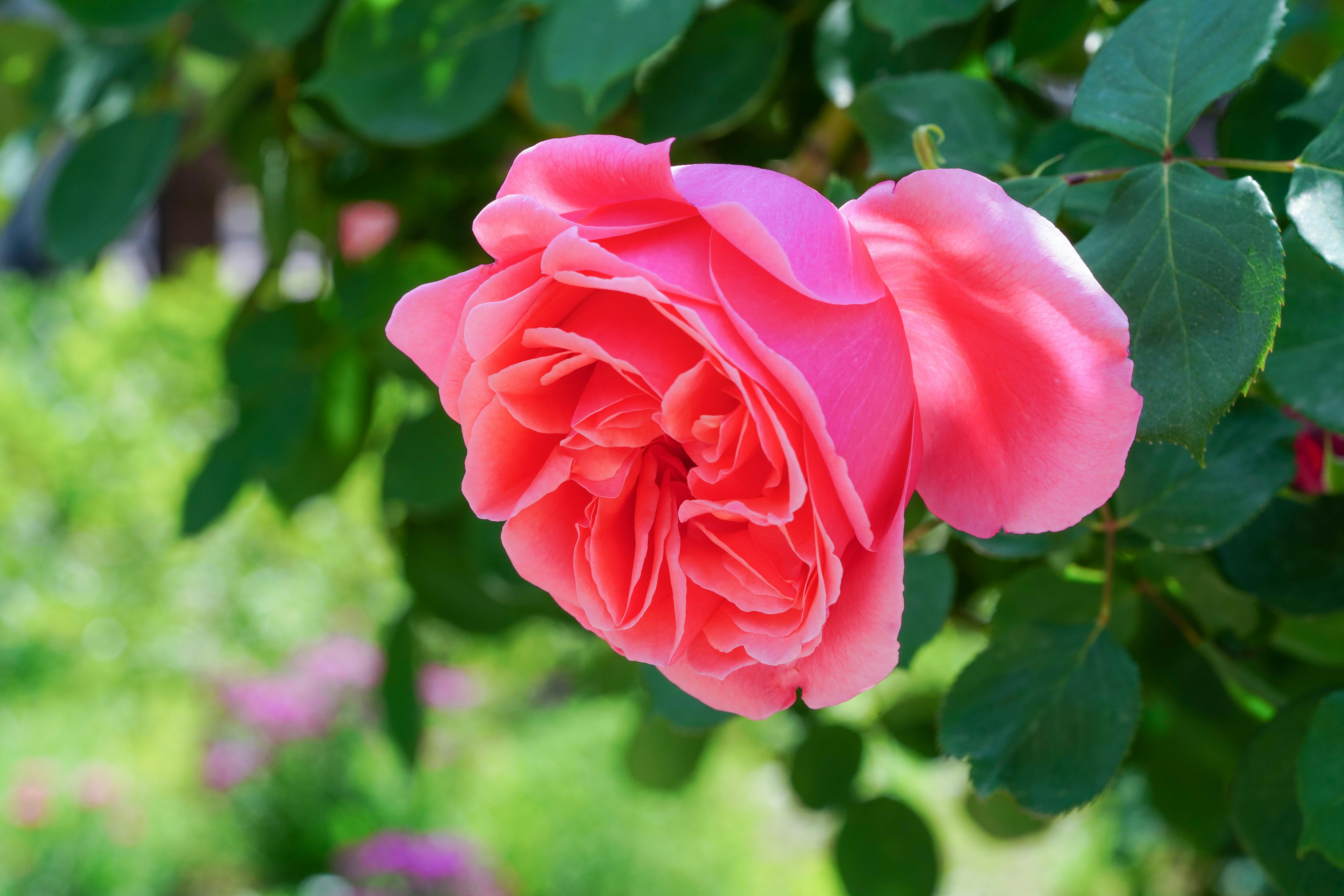 Pink Rose in Bloom · Free Stock Photo