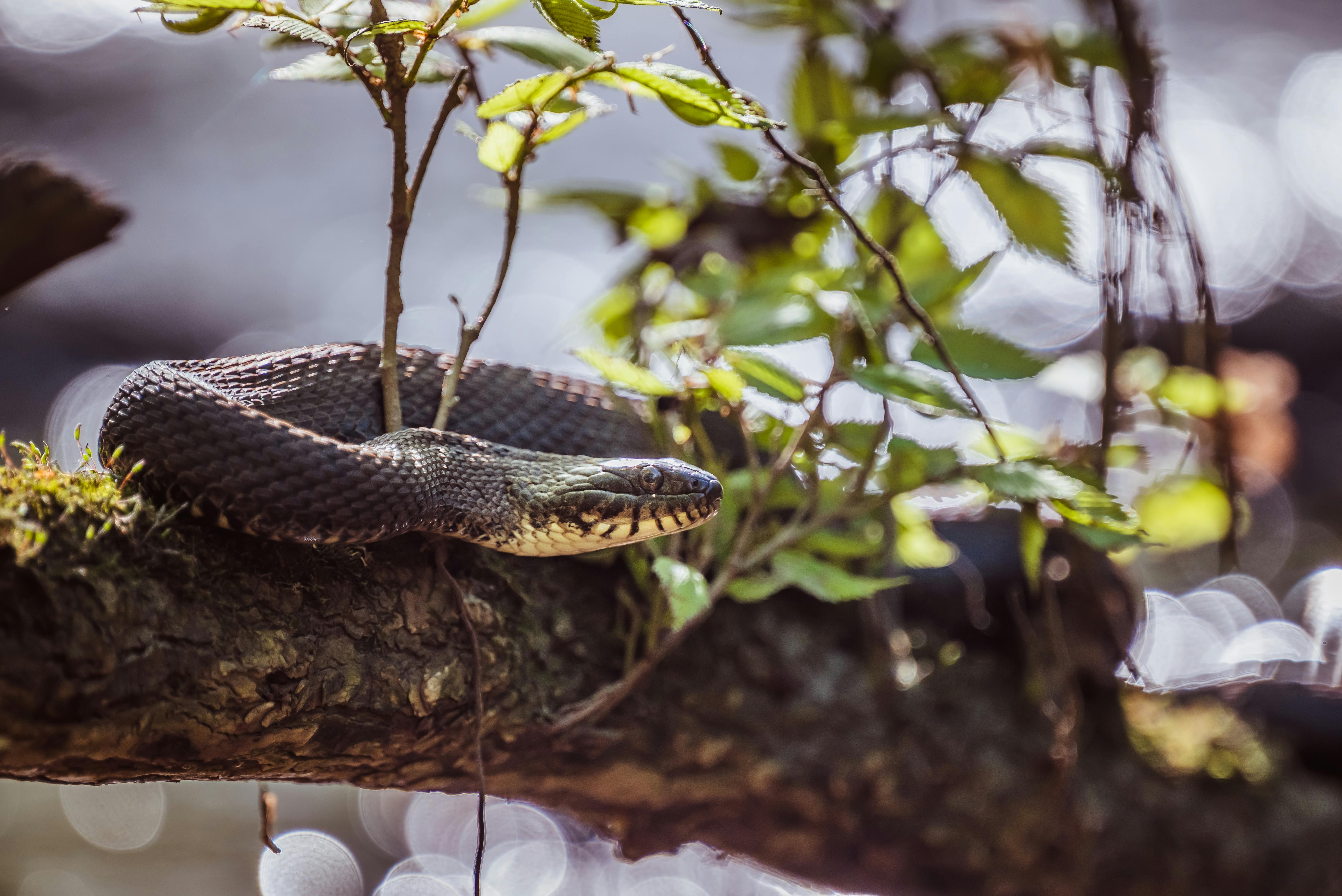 Photo of a Snake Lying on a Branch · Free Stock Photo