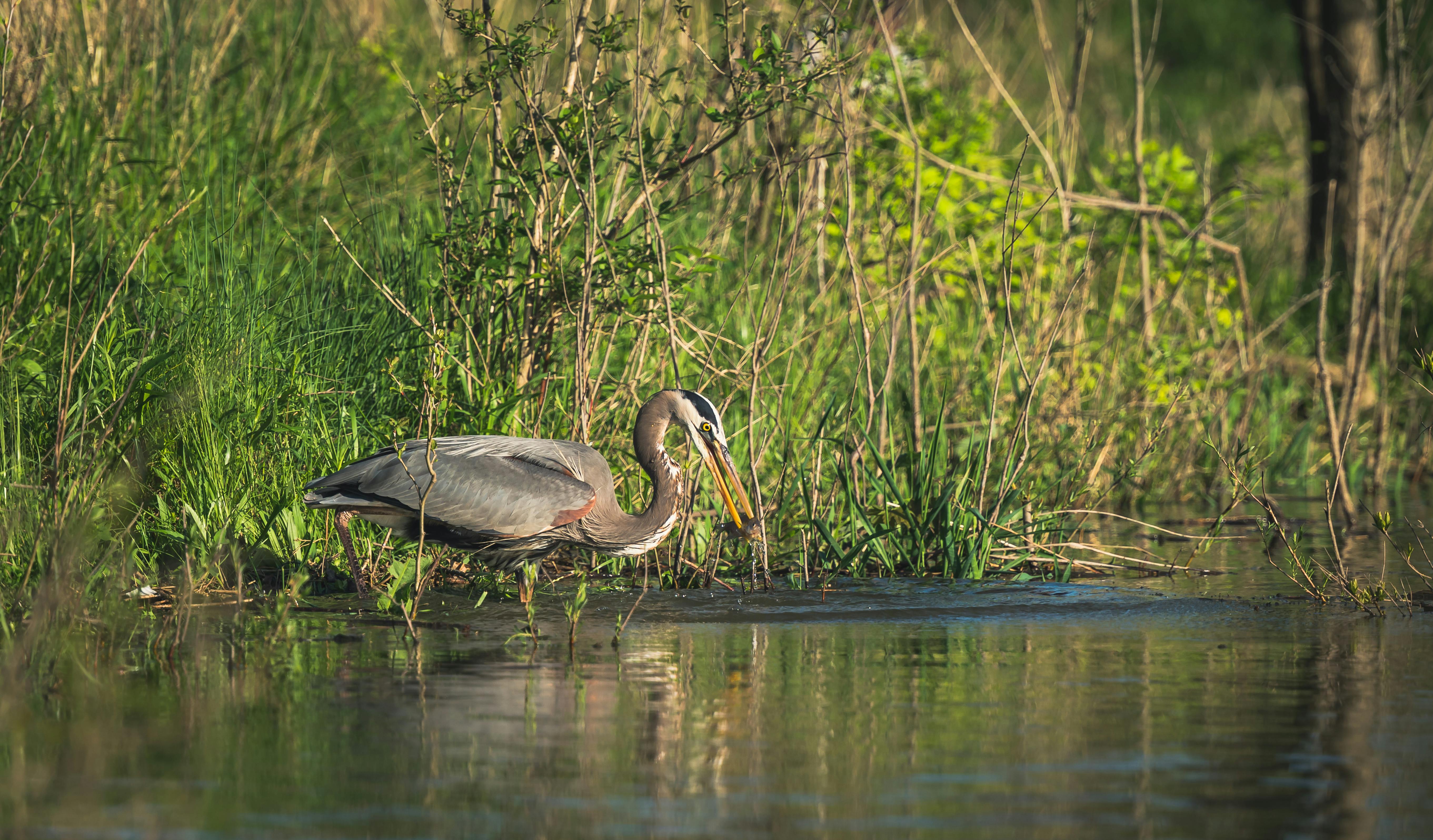 Great Blue Heron on the Pond · Free Stock Photo