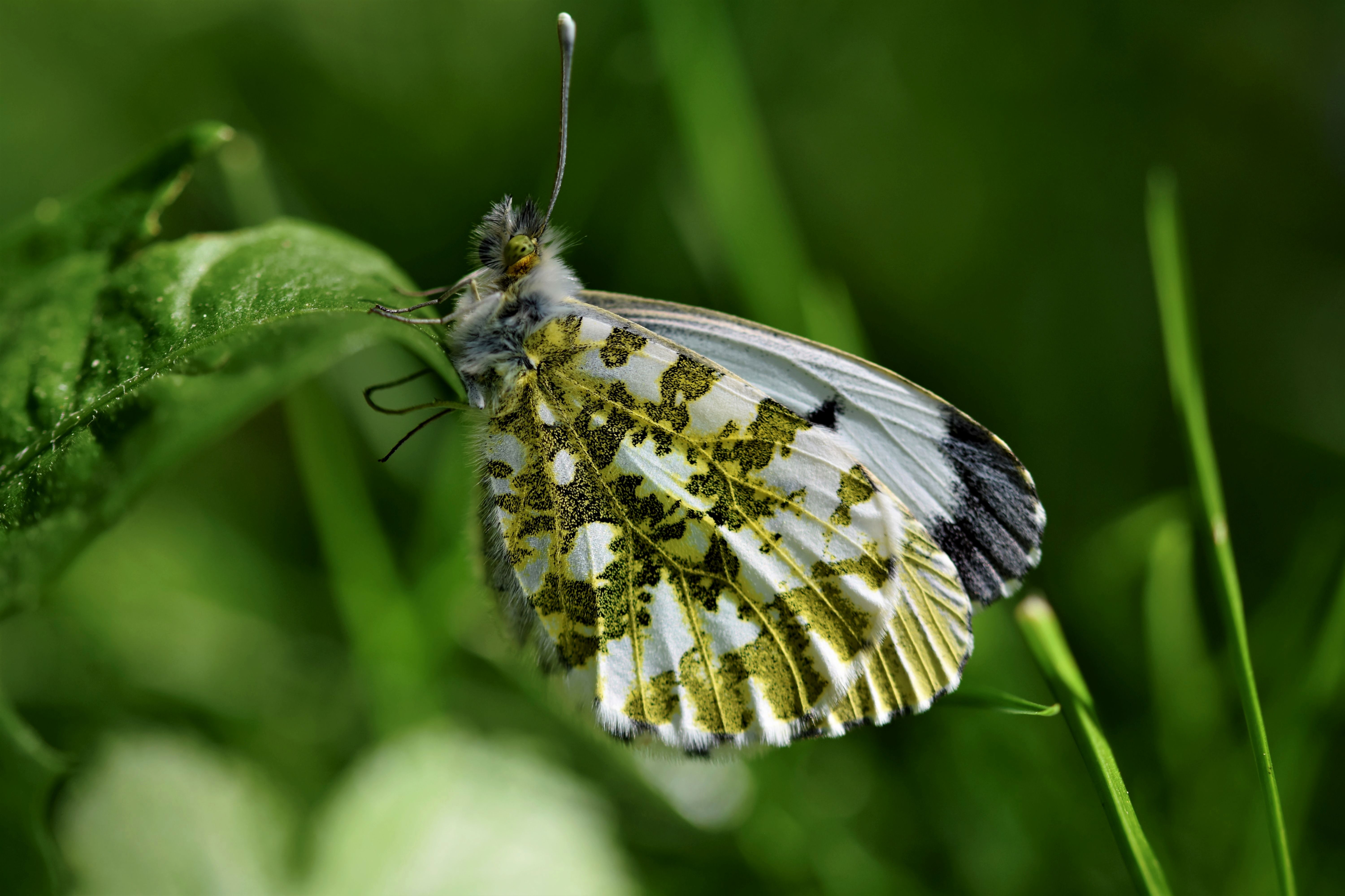 Close-Up Shot of a Butterfly · Free Stock Photo