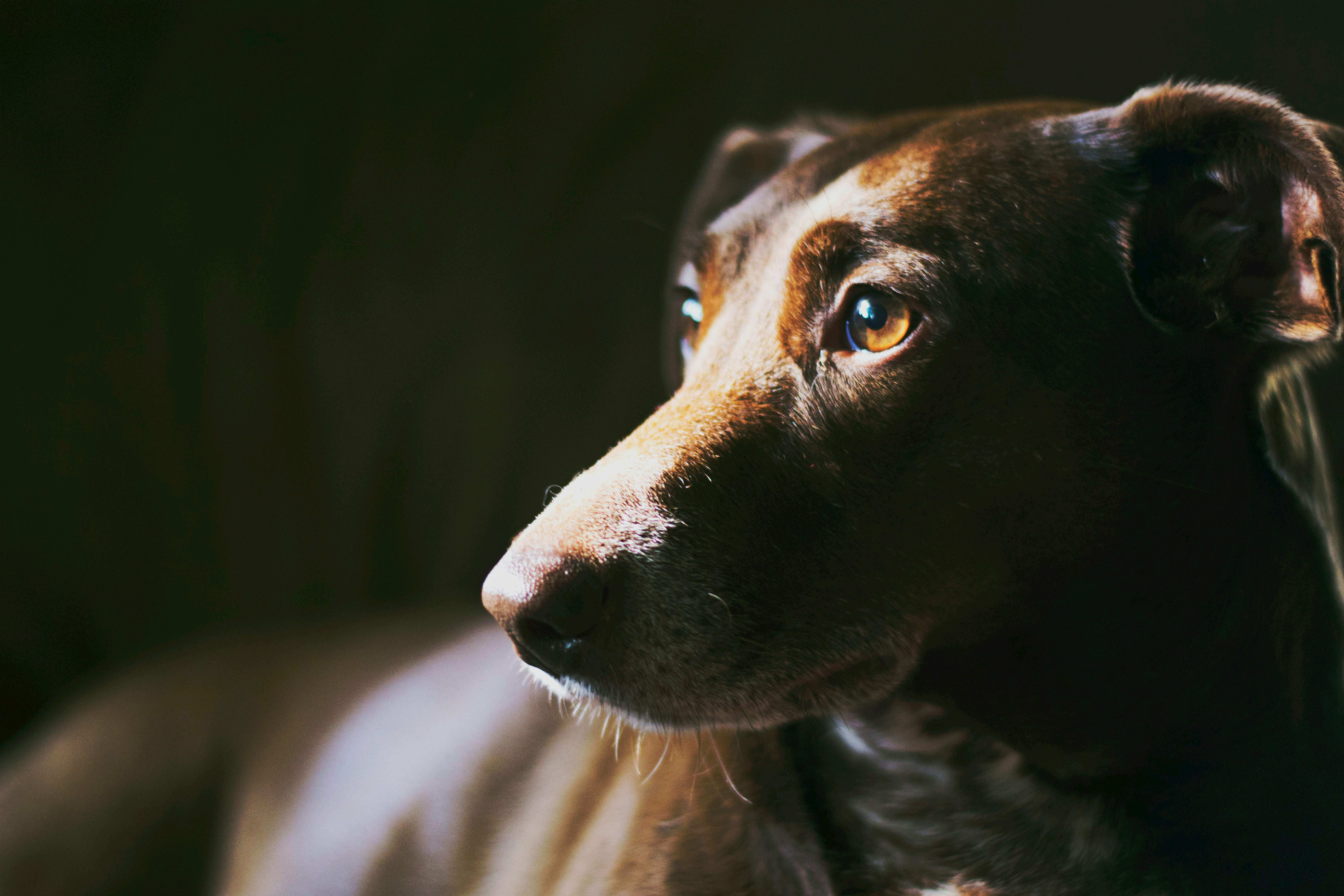 Close-Up Shot of a Dog · Free Stock Photo
