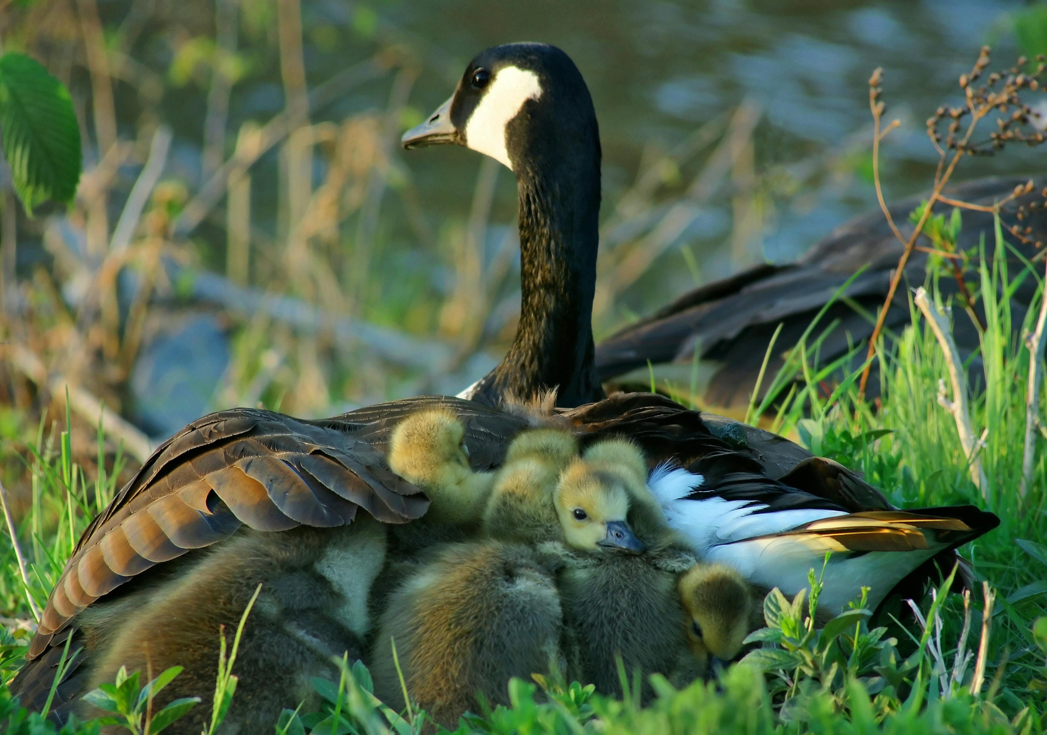 Close-up Photo of Goose and Goslings · Free Stock Photo