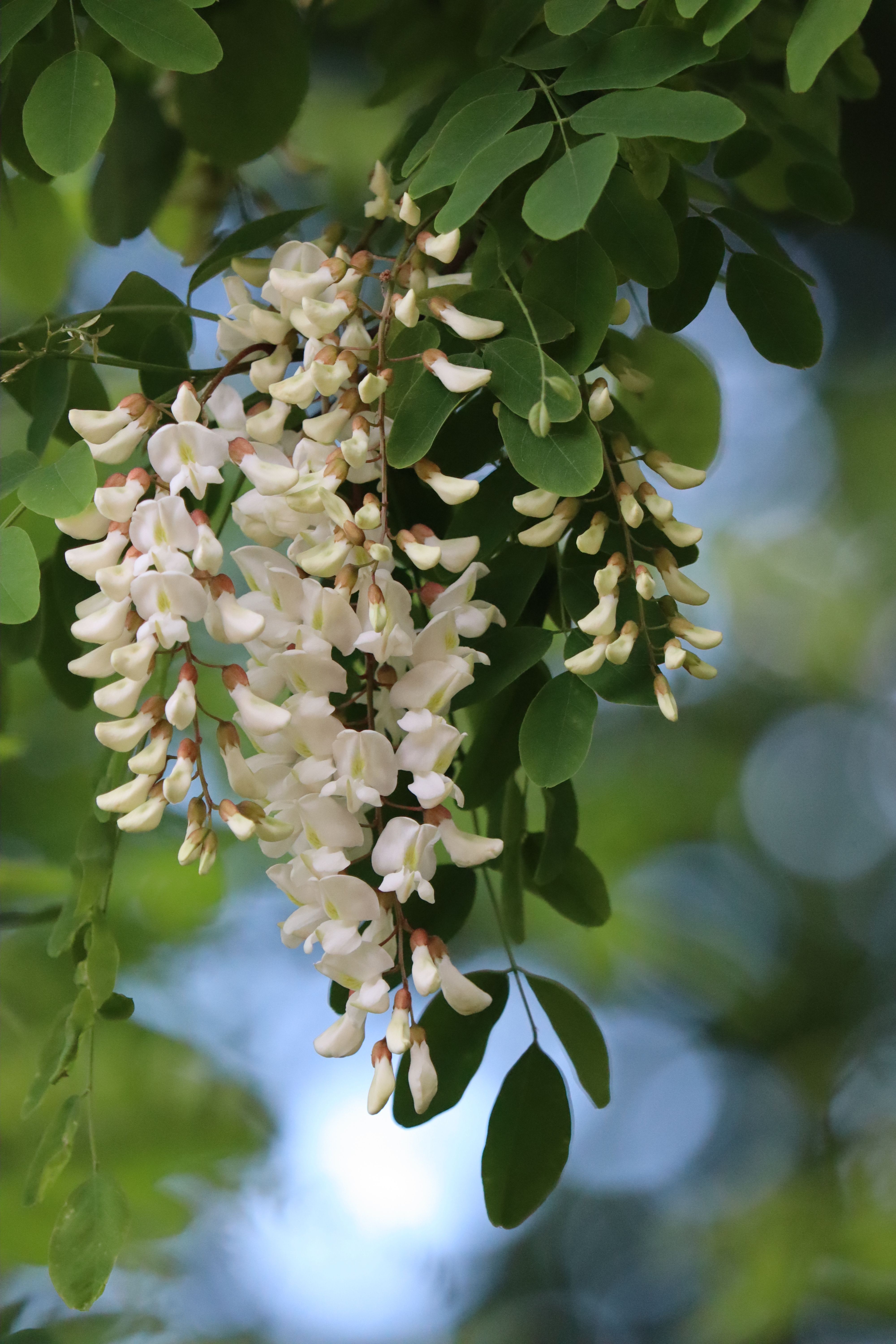 Robinia Photos, Download The BEST Free Robinia Stock Photos & HD Images