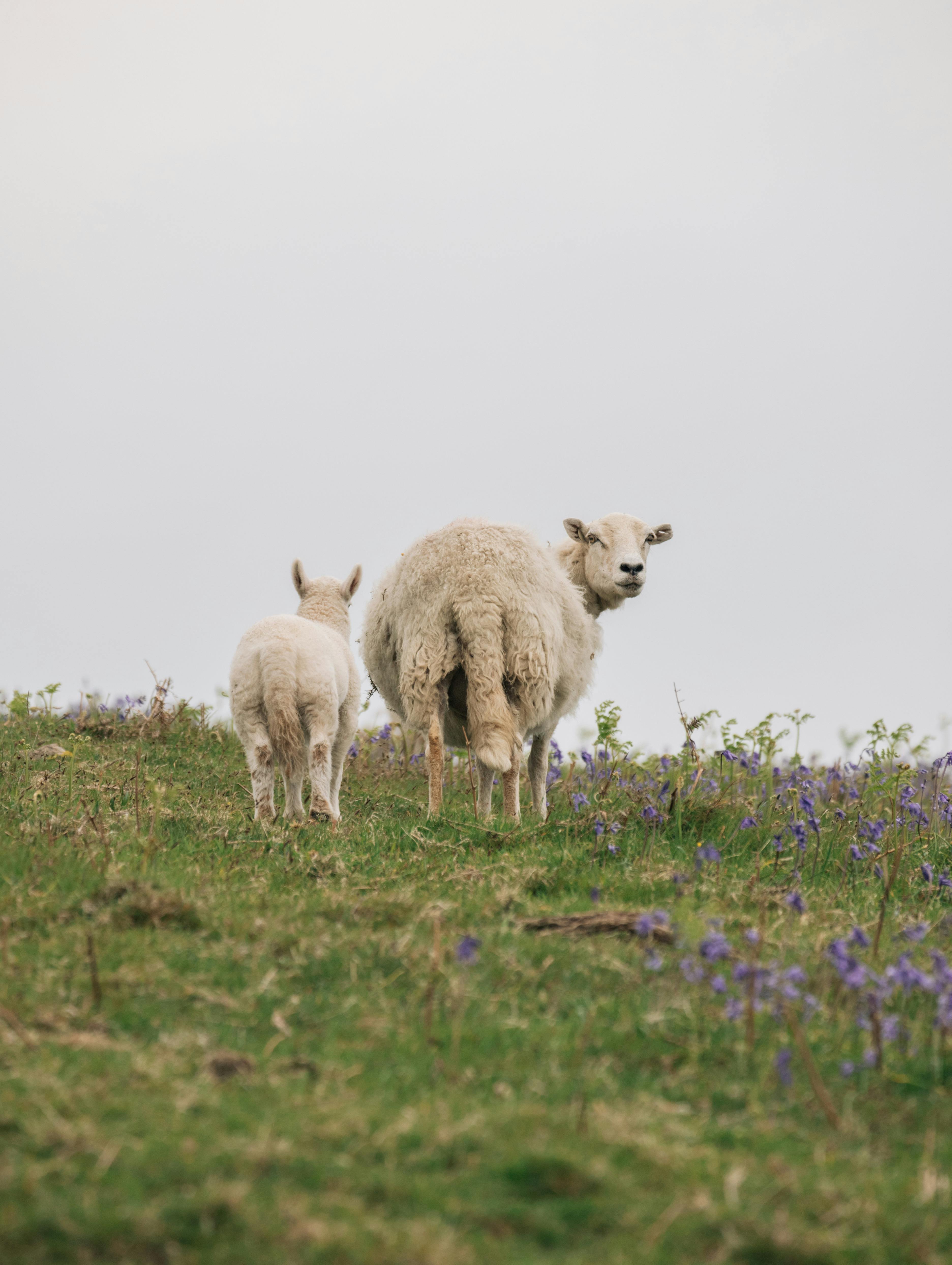 Sound The Sheep Photos, Download Free Sound The Sheep Stock Photos & HD ...