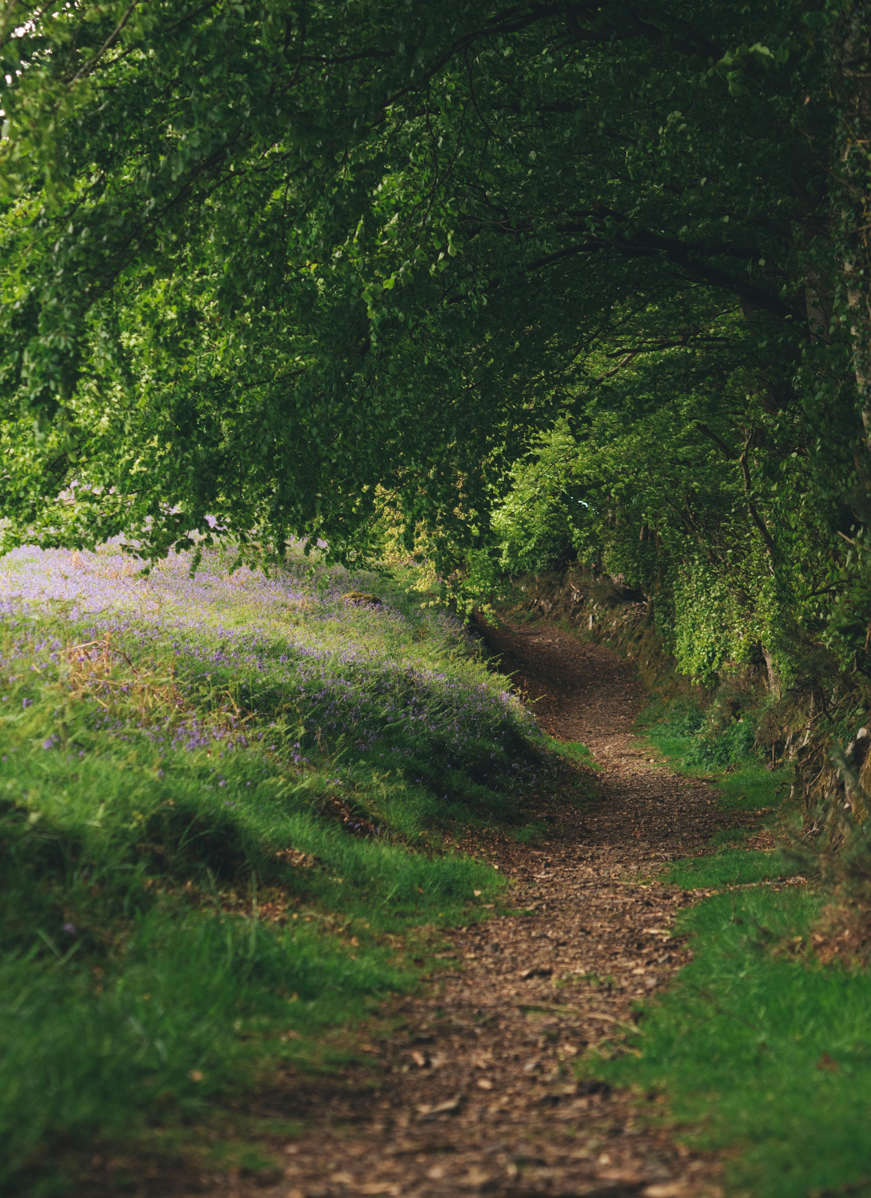 Unpaved Pathway under Trees in Tilt-Shift lens · Free Stock Photo