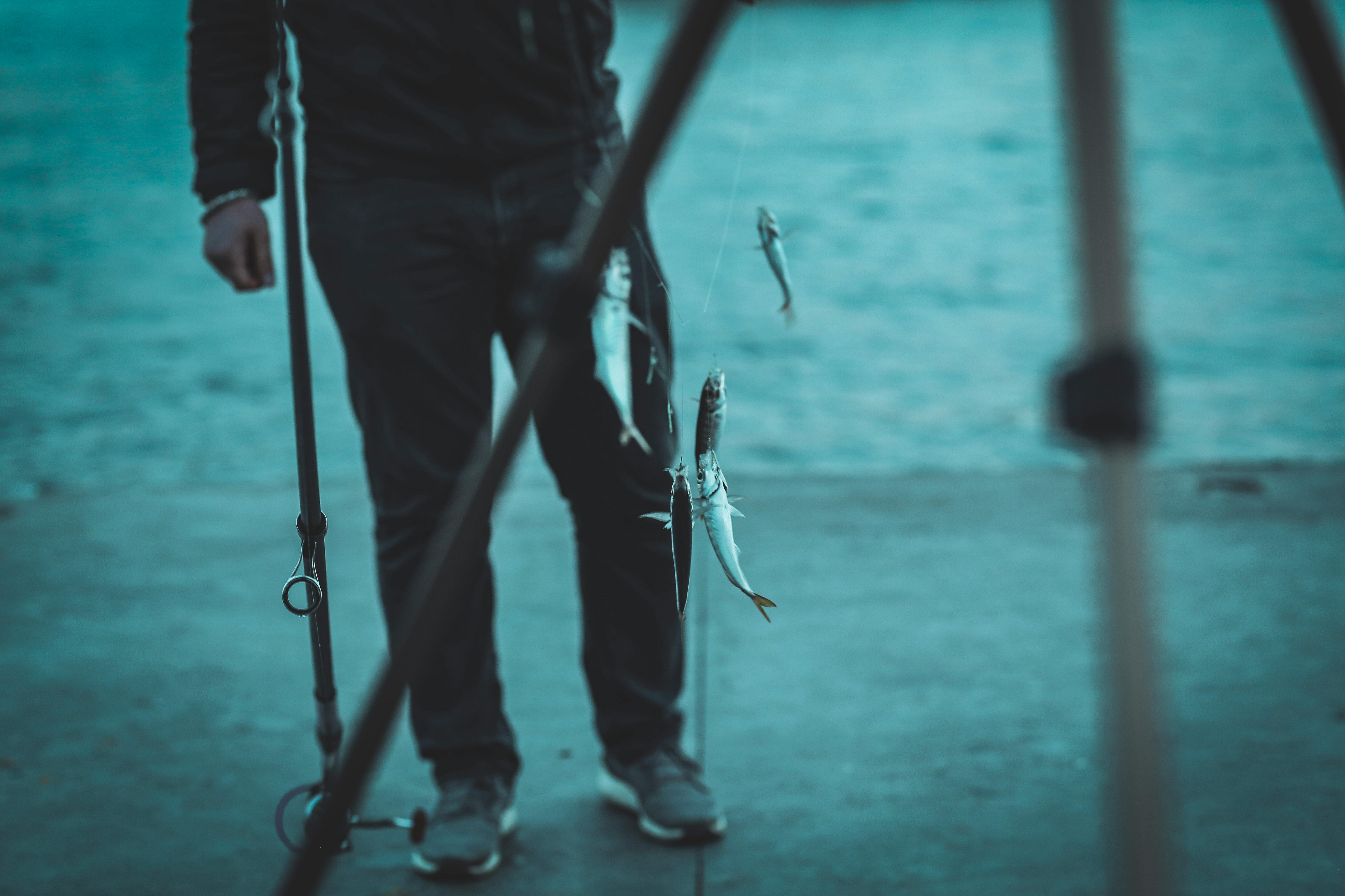 Angler Fish Photos, Download The BEST Free Angler Fish Stock Photos ...