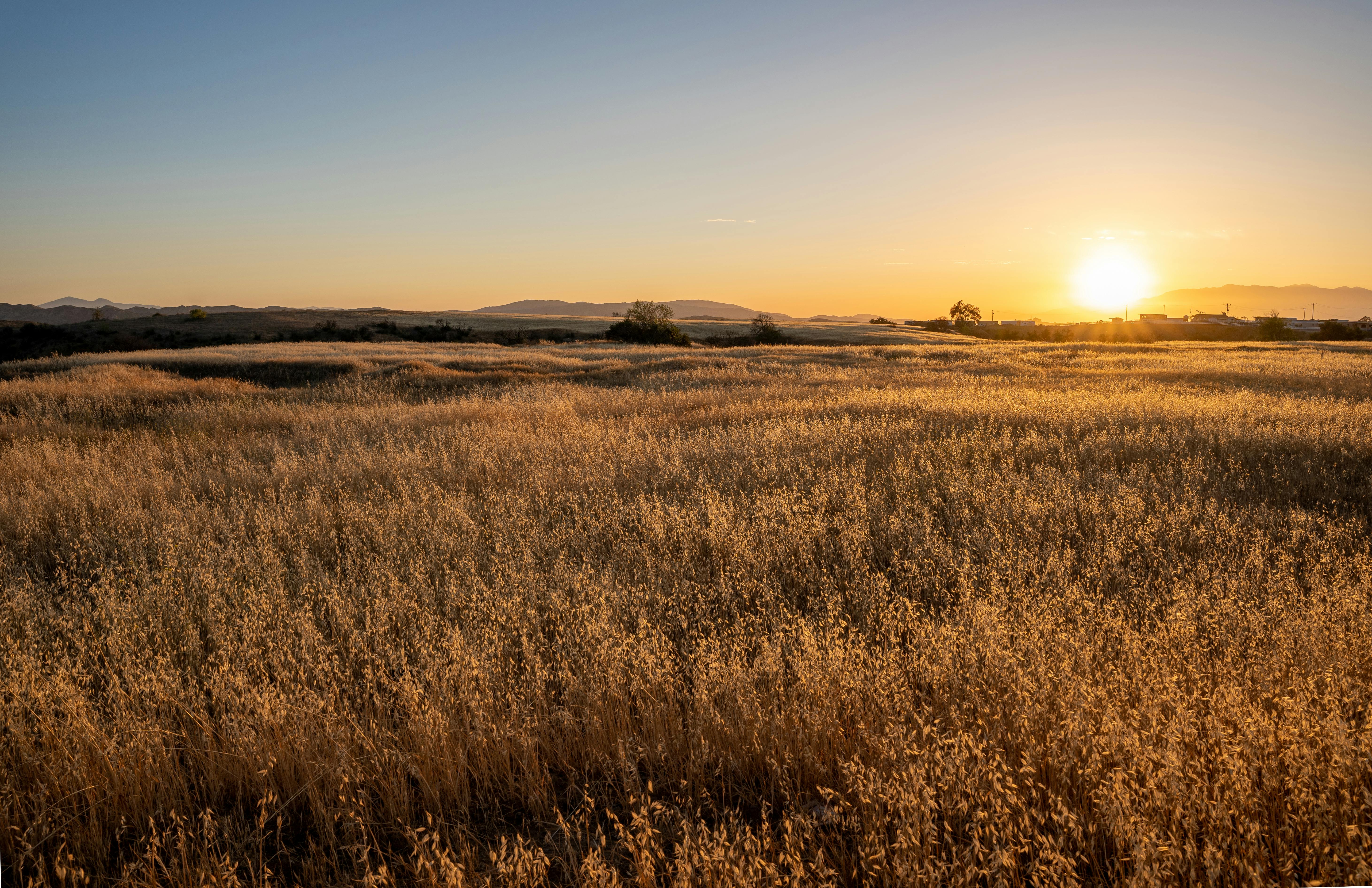 A Field during the Golden Hour · Free Stock Photo