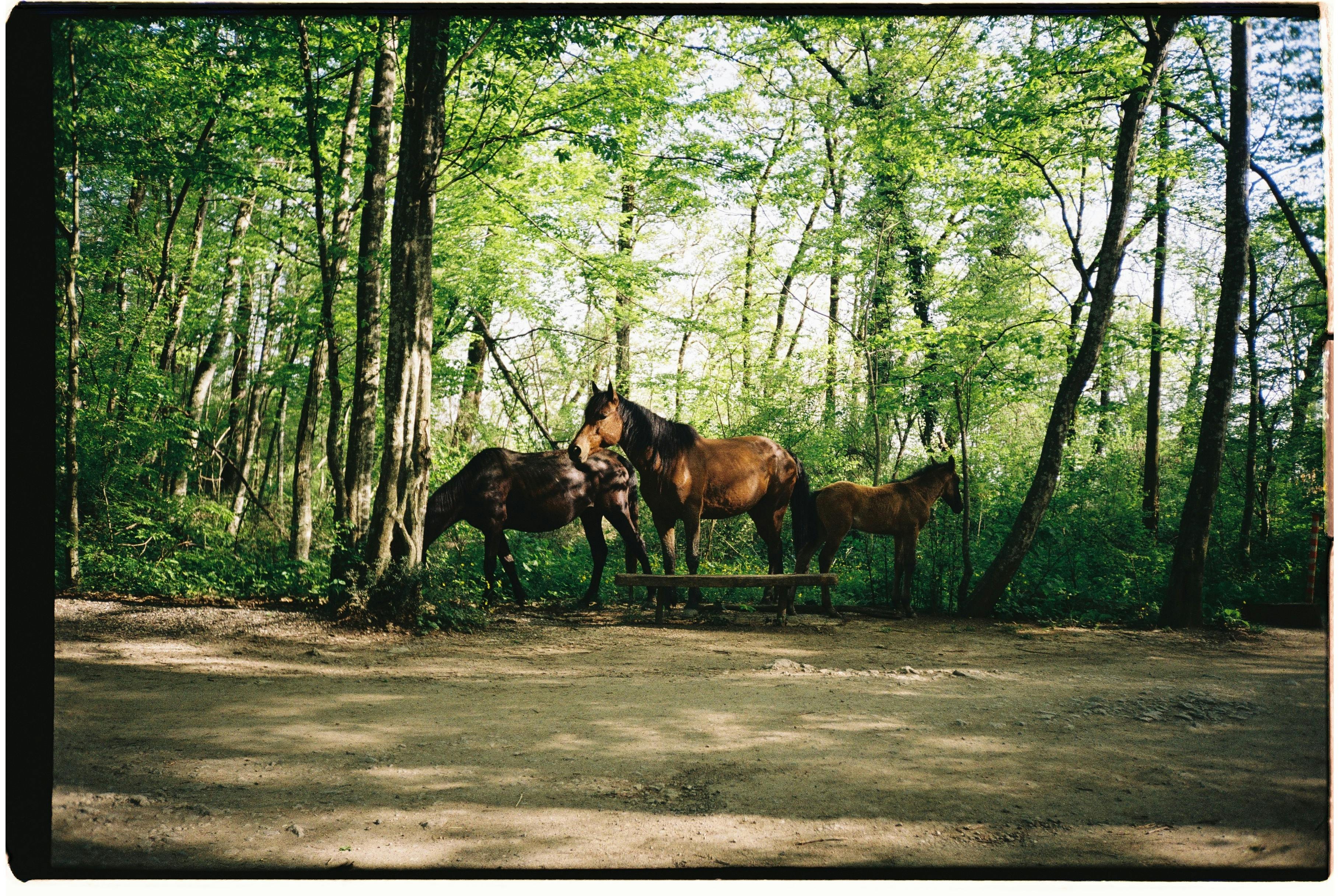 Horses on a Forest · Free Stock Photo