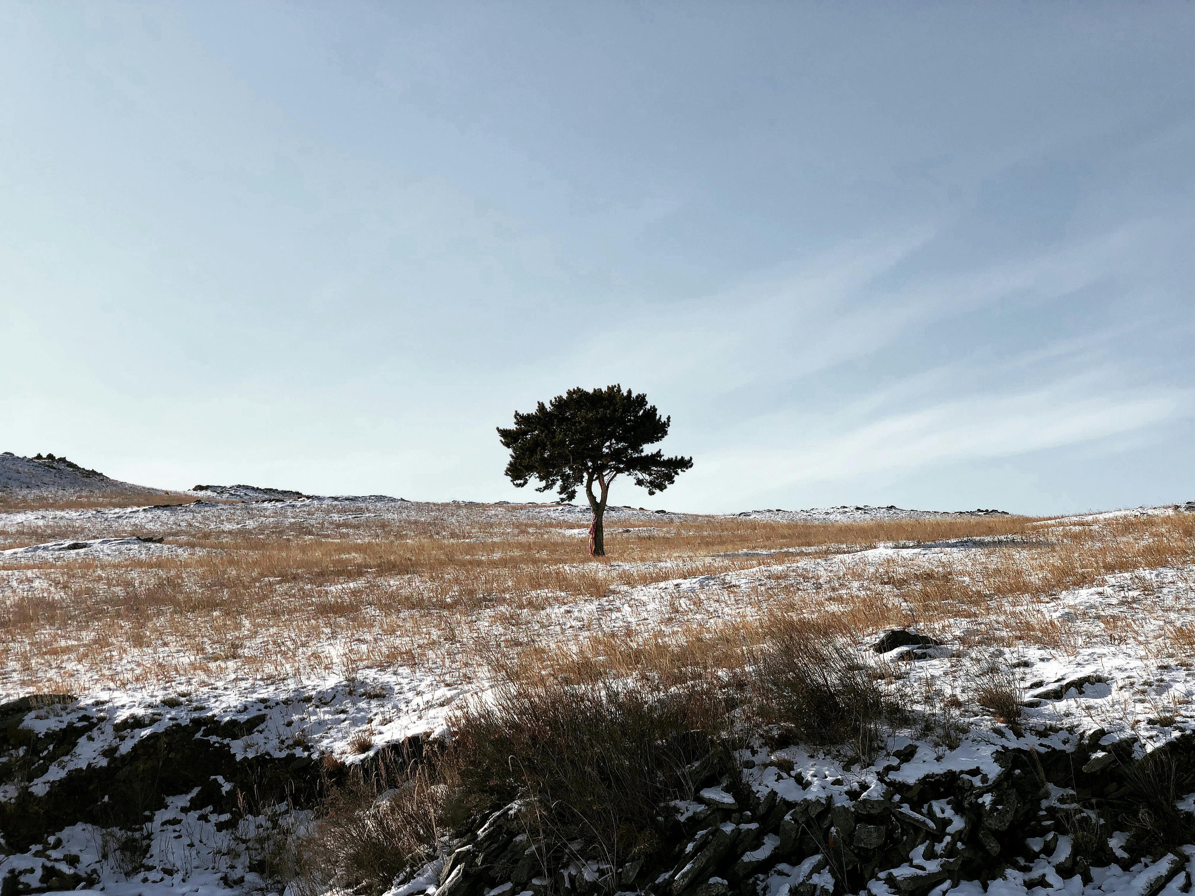 Lone Tree Photos, Download The BEST Free Lone Tree Stock Photos & HD Images