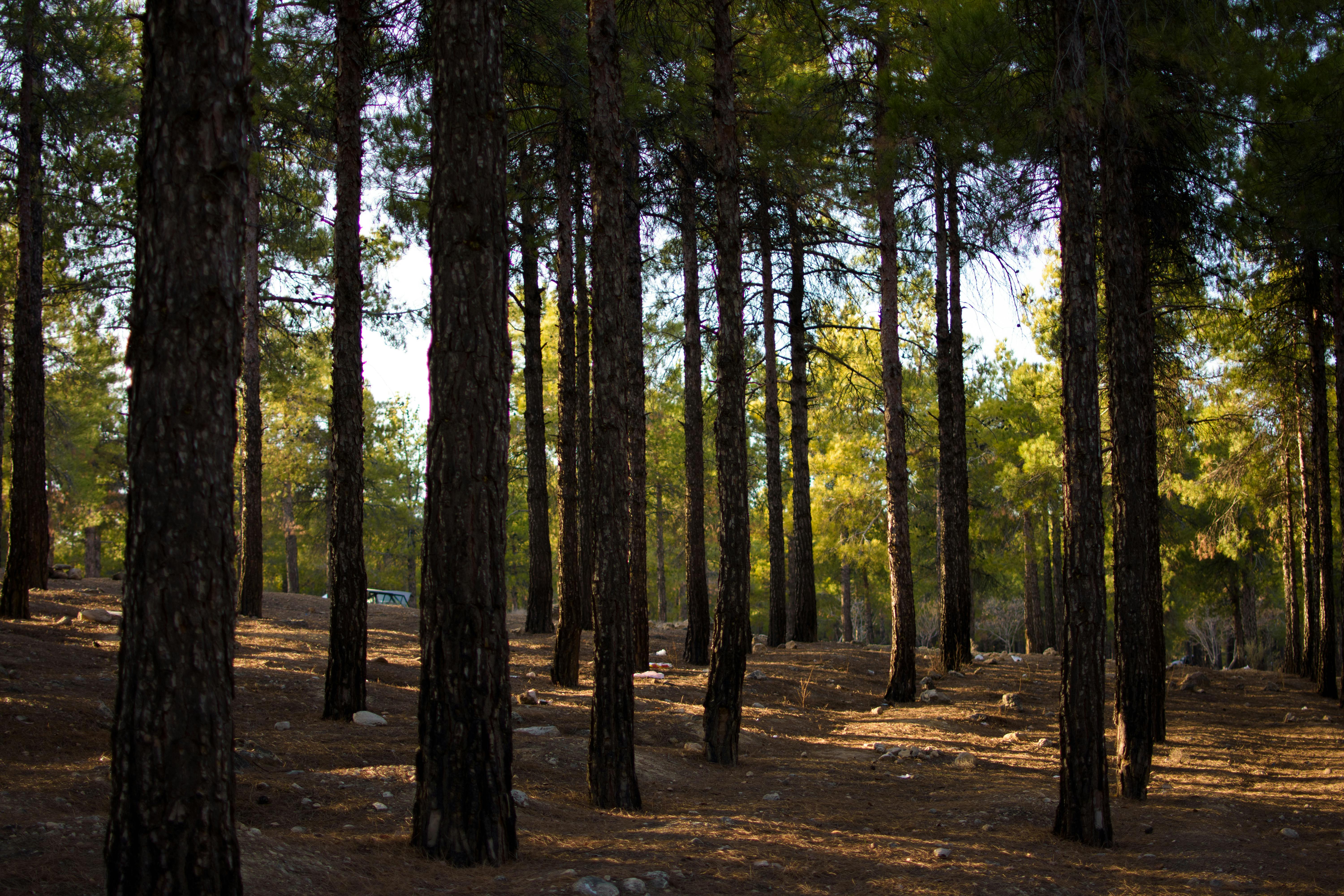 Tall Trees on Forest · Free Stock Photo