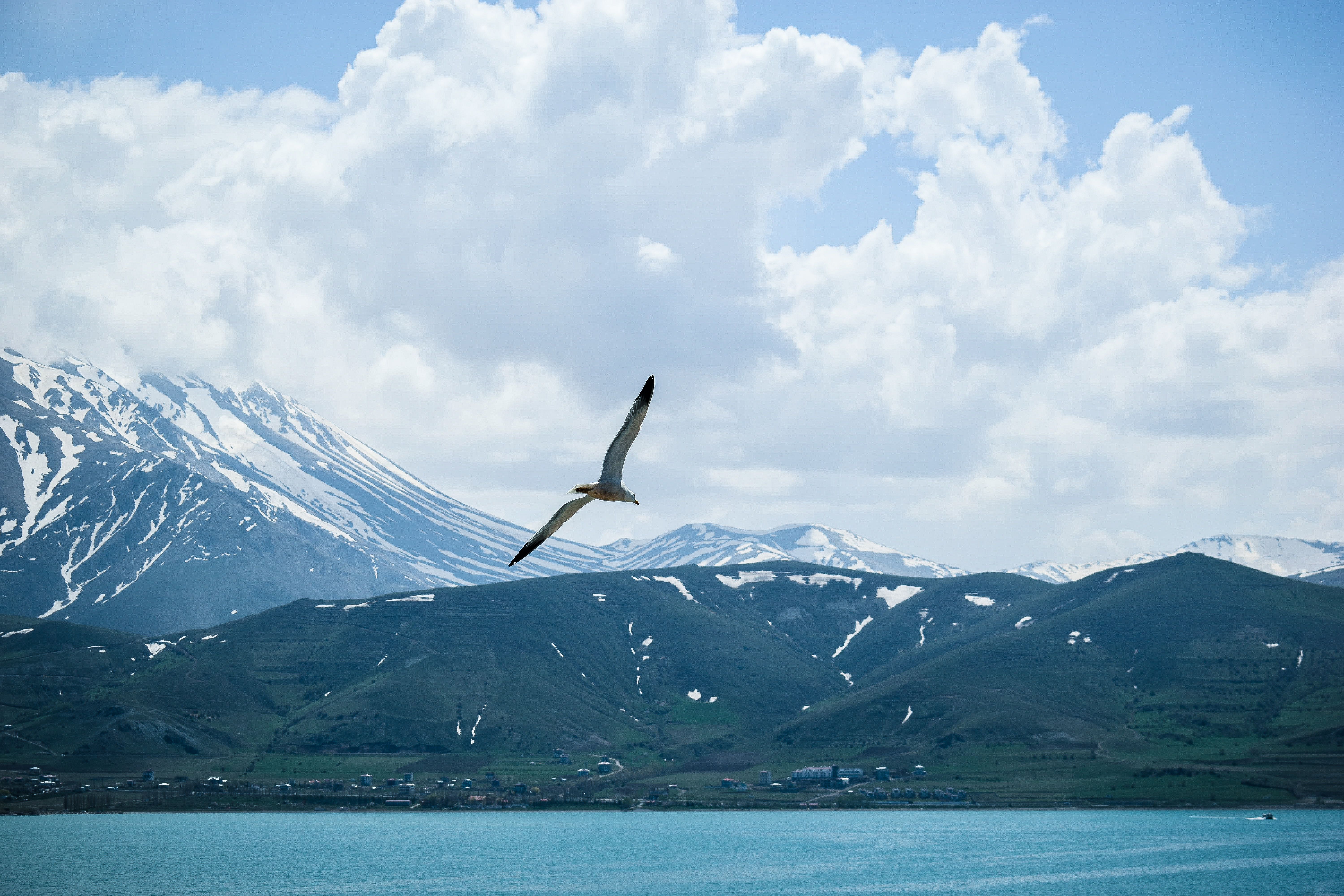 Bird Flying over Lake · Free Stock Photo