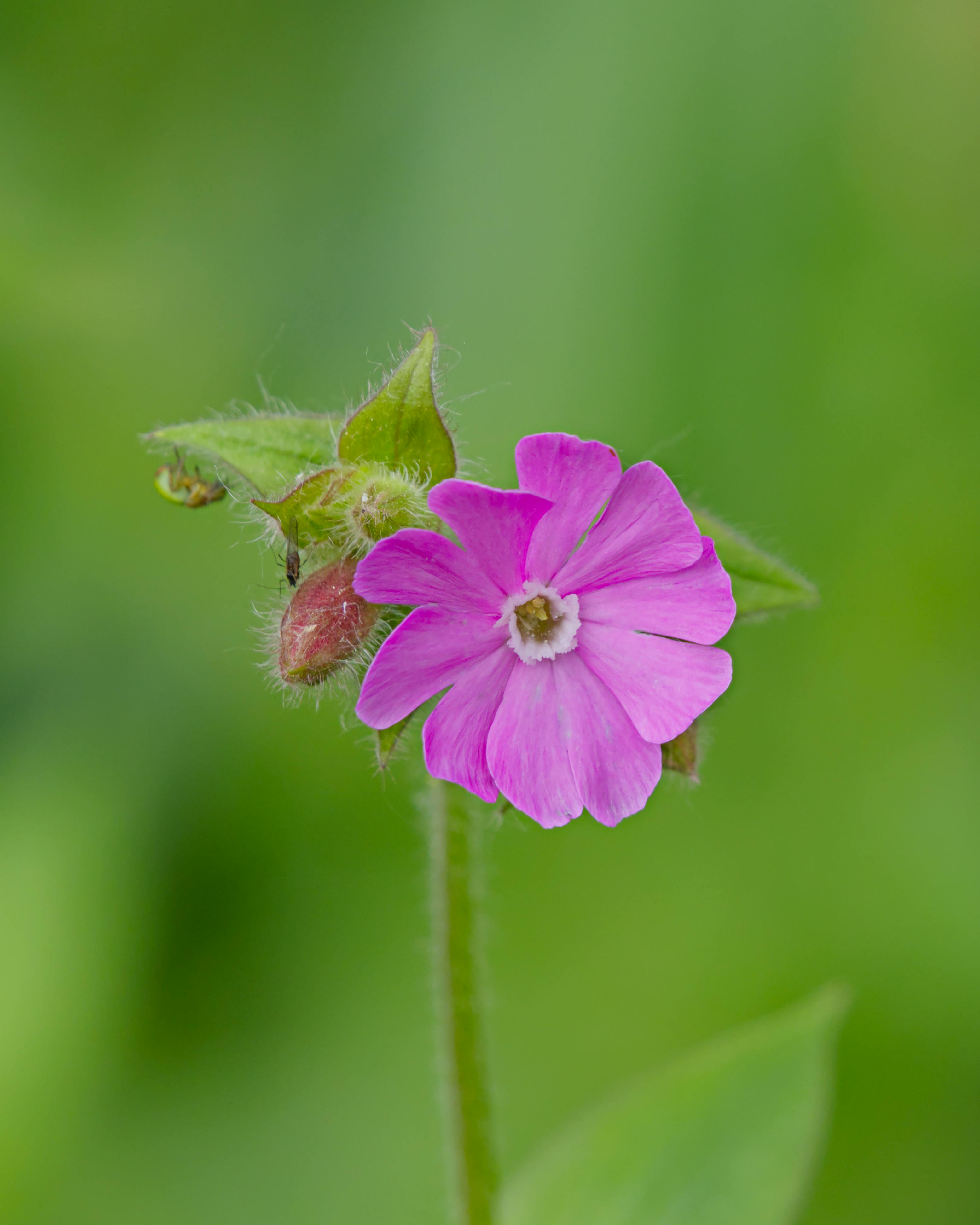 A Purple Catchfly Flower in Close-up Photography · Free Stock Photo