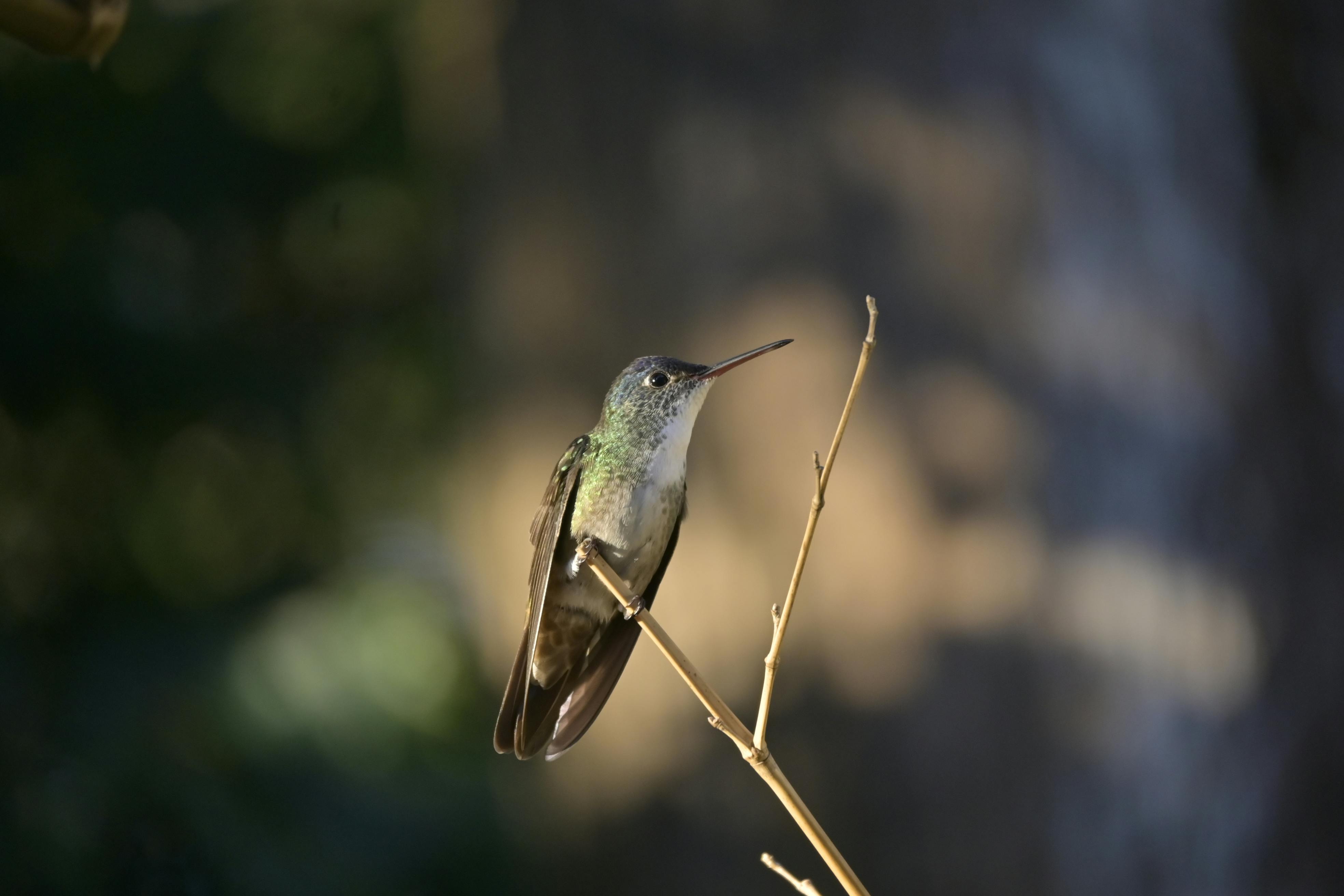 White-necked Jacobin Bird Sitting on a Tree · Free Stock Photo
