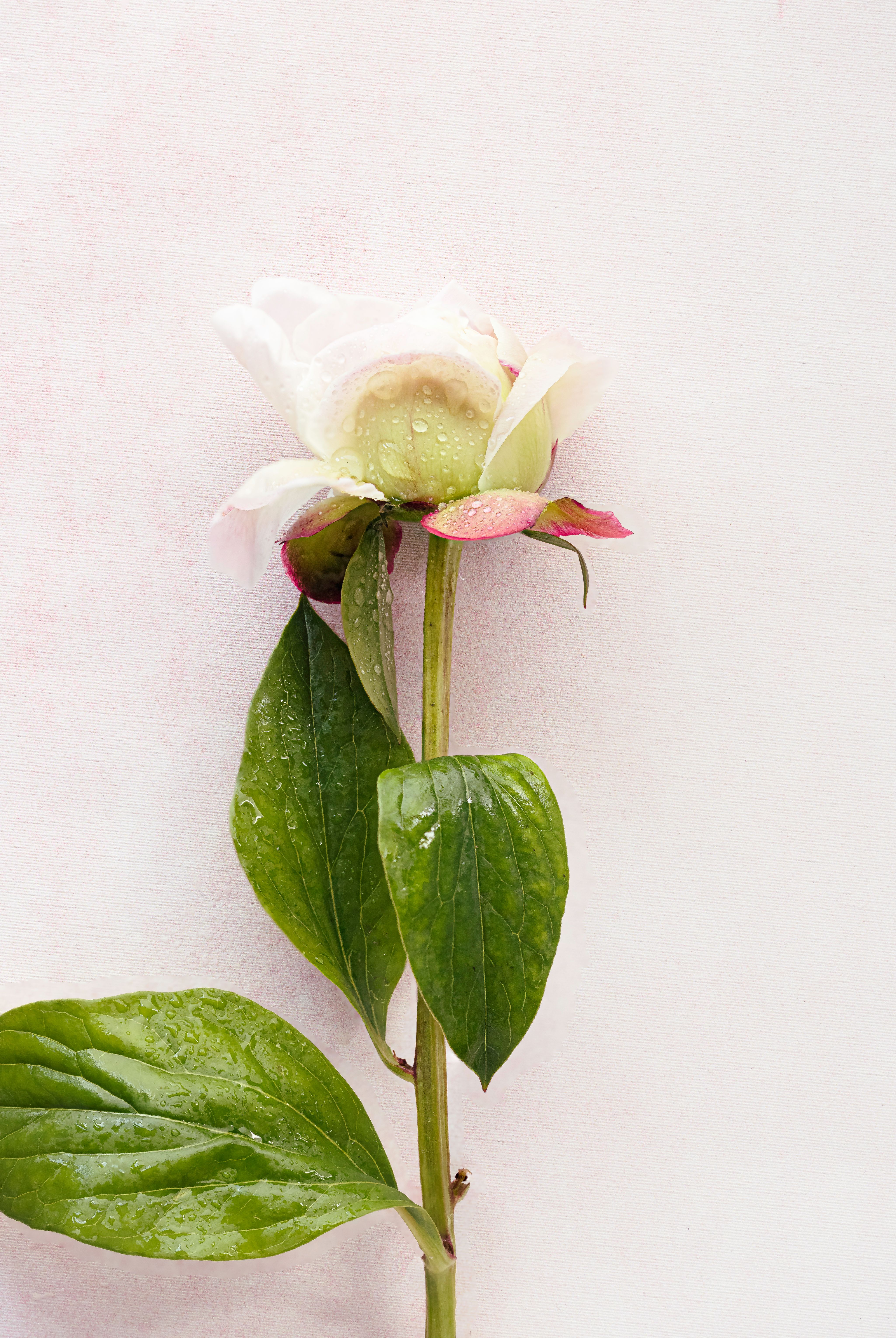 Close-up Photo of Fresh Rose · Free Stock Photo
