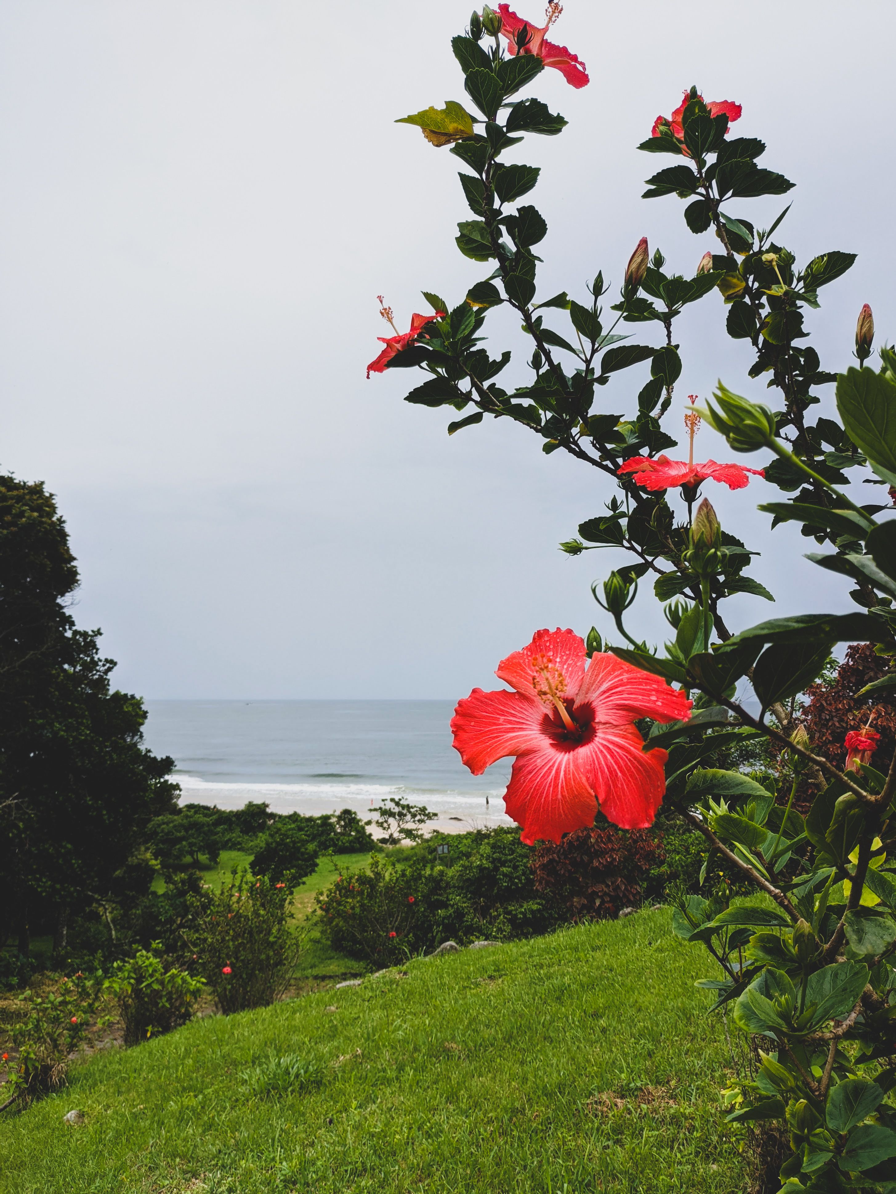 Red Rose and Sea at Sunset · Free Stock Photo