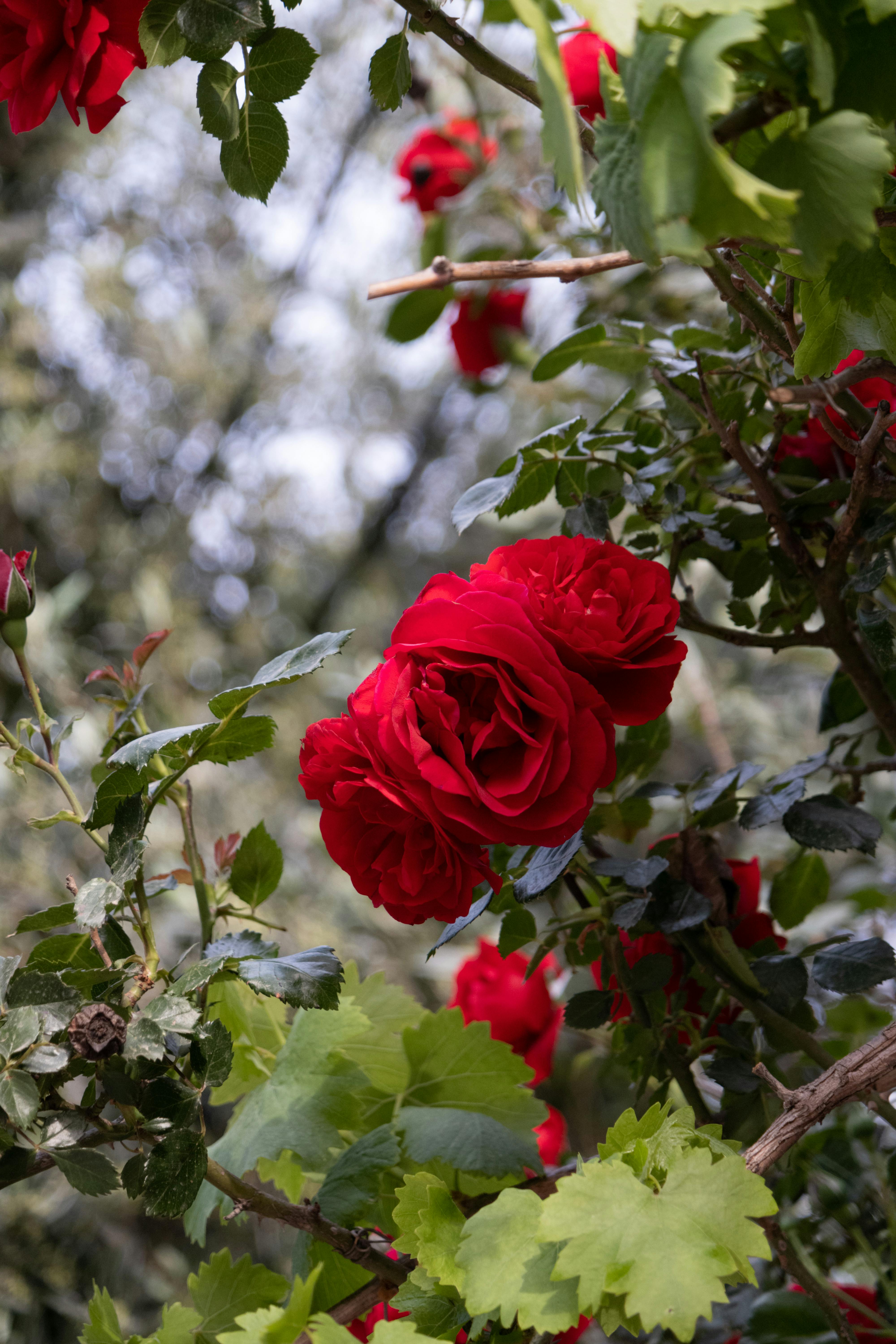 Red Rose in Bloom · Free Stock Photo