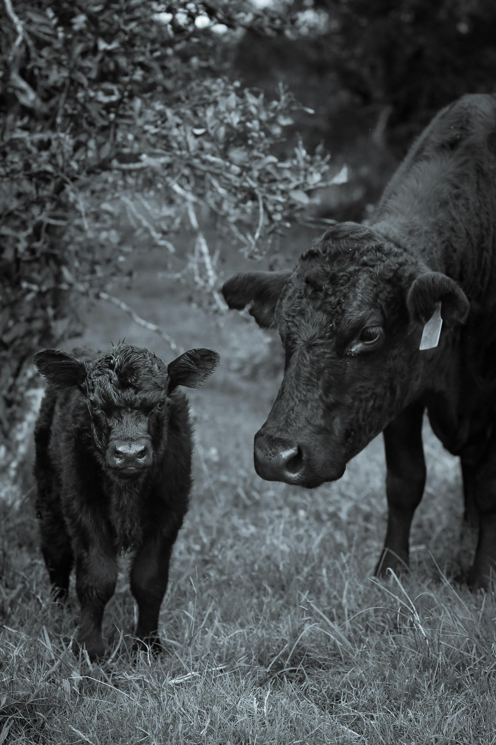 Grayscale Photo of a Cow and a Calf · Free Stock Photo