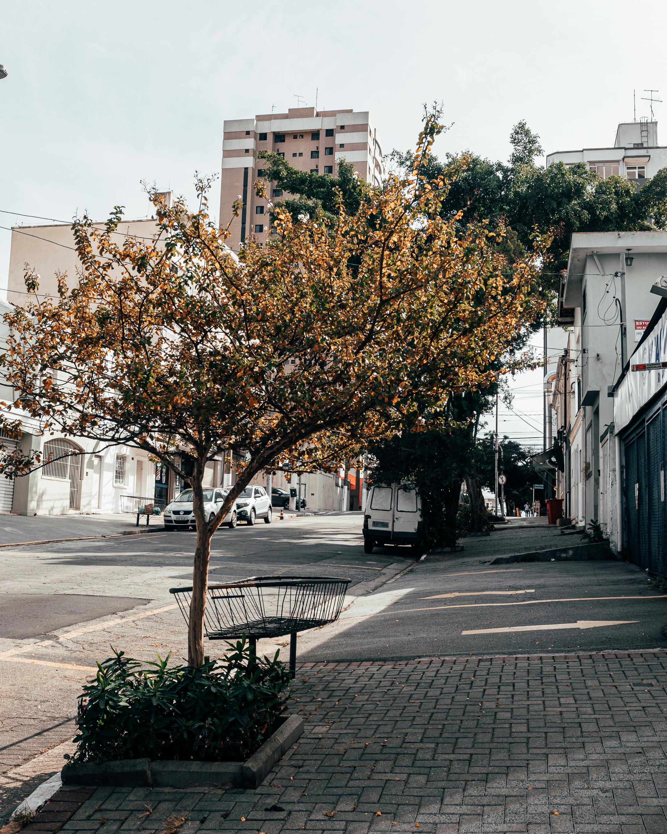 Green Trees on the Sidewalk · Free Stock Photo