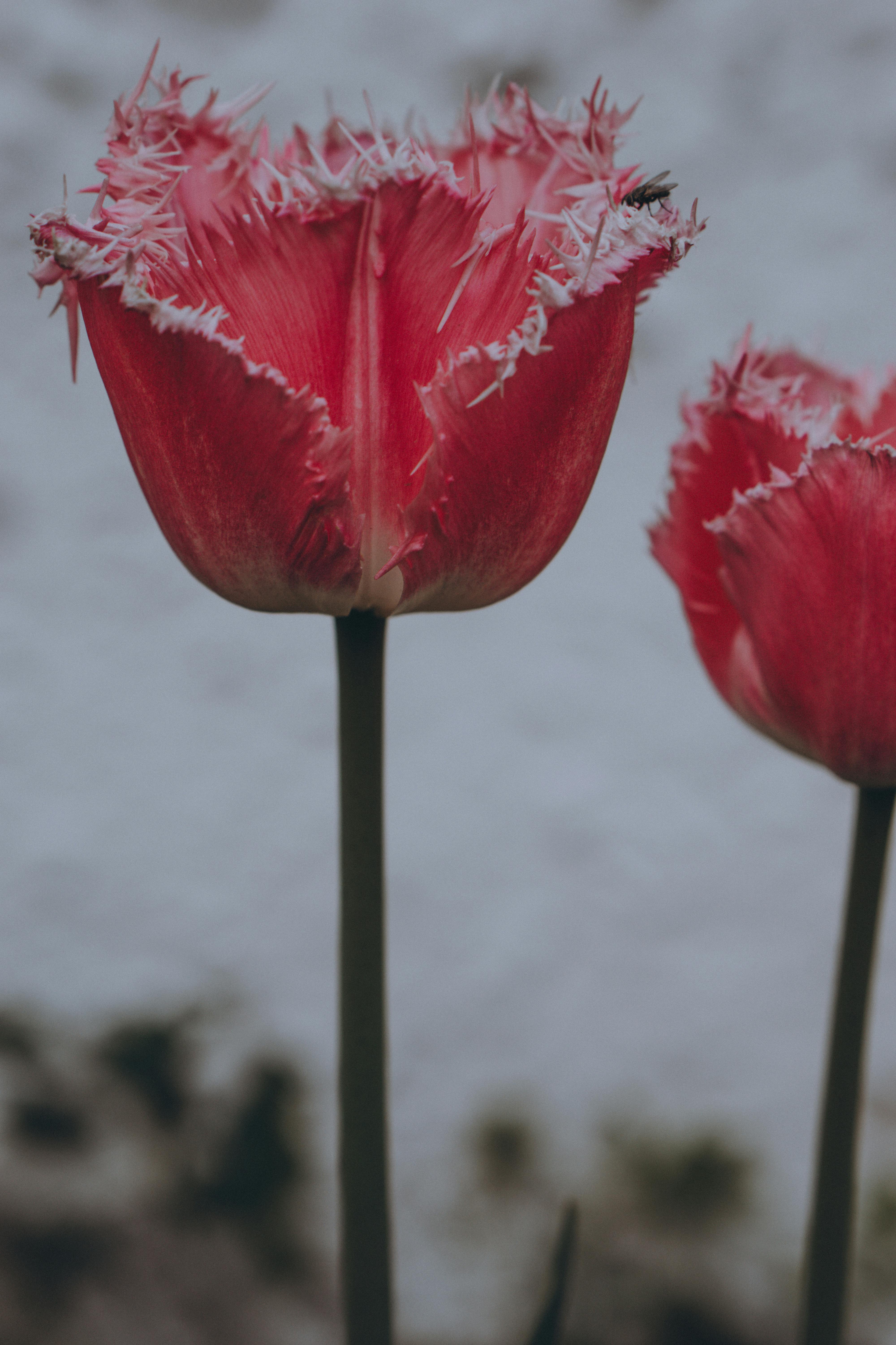 Close-up of a Dried Opium Flower · Free Stock Photo