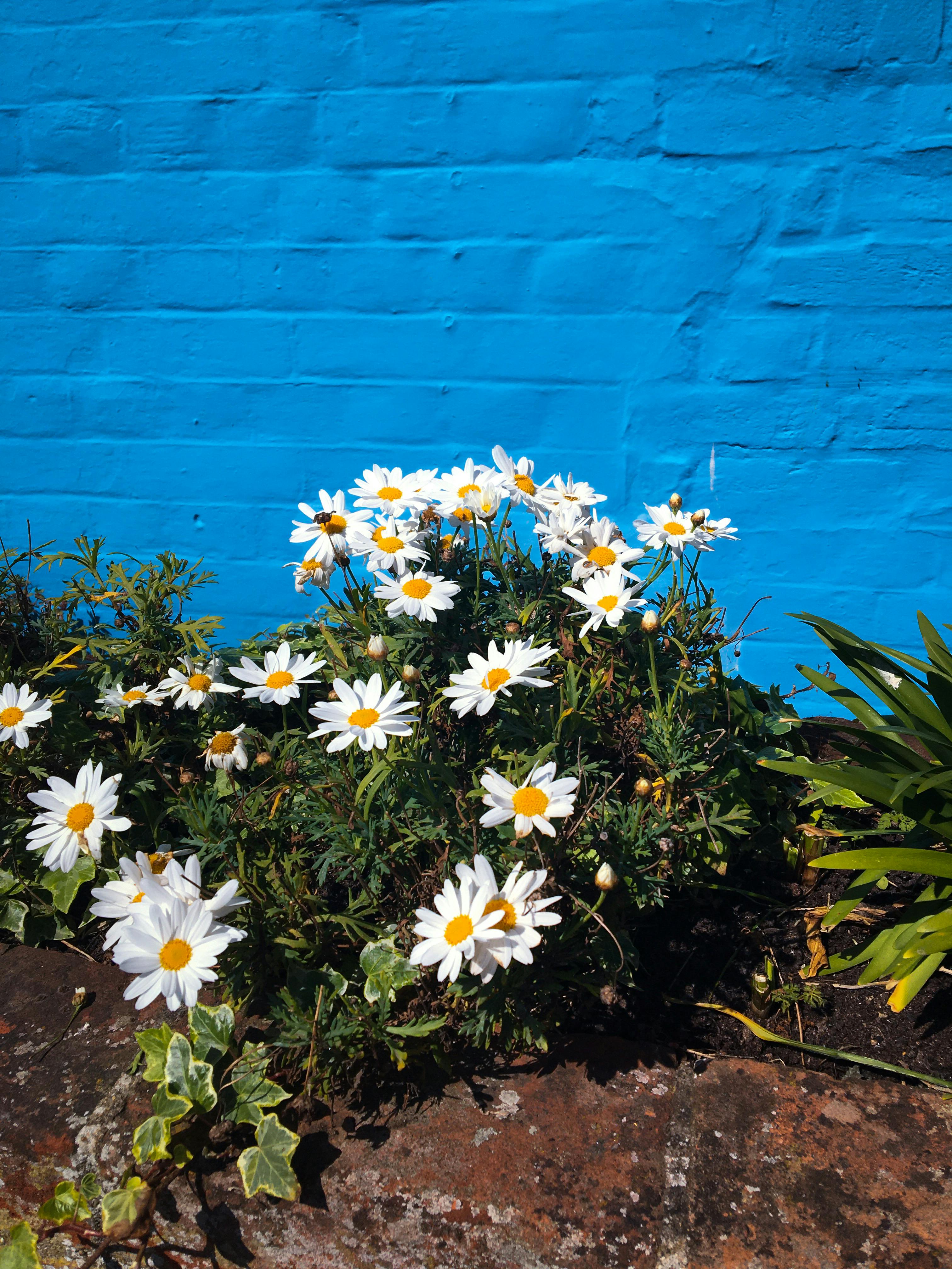Blue Daisies Photos, Download The BEST Free Blue Daisies Stock Photos ...